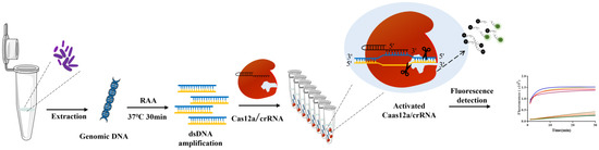 Rapid Nucleic Acid Detection of Listeria monocytogenes Based on RAA ...