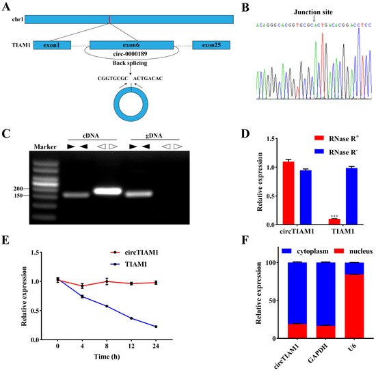 Elucidating the Role of circTIAM1 in Guangling Large-Tailed Sheep ...