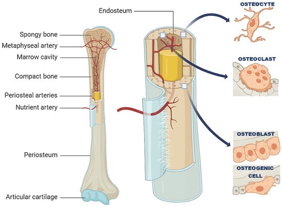 Recent Advancements in Bone Tissue Engineering: Integrating Smart ...