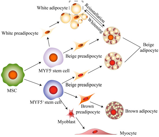 Molecular Regulation of Thermogenic Mechanisms in Beige Adipocytes