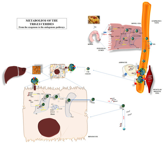 Hypertriglyceridemia: Molecular and Genetic Landscapes