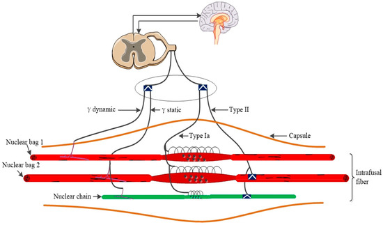 Quantity and Distribution of Muscle Spindles in Animal and Human Muscles