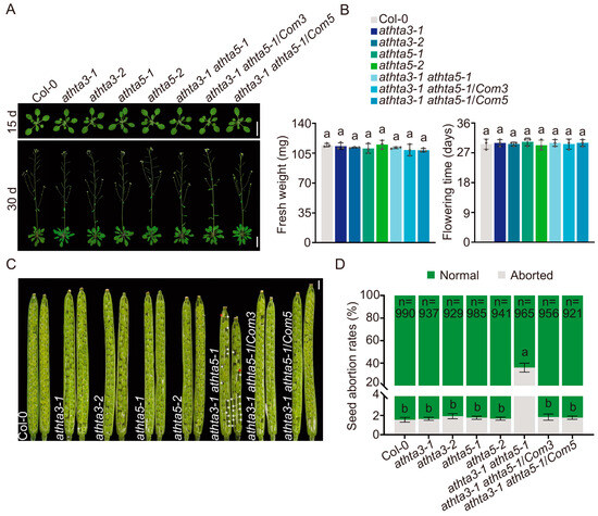 Arabidopsis Histone Variant H2A.X Functions in the DNA Damage-Coupling ...