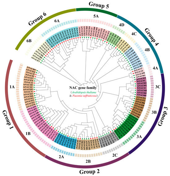 Genome-Wide Identification of NAC Gene Family Members of Tree Peony ...