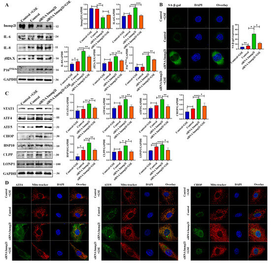 Immp2l Deficiency Induced Granulosa Cell Senescence Through STAT1/ATF4 ...