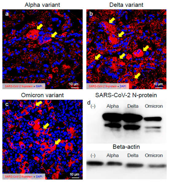Exploring the Replication and Pathogenic Characteristics of Alpha ...