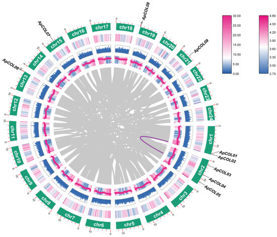 Genome-Wide Identification of CONSTANS-like (COL) Gene Family and the ...