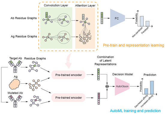 Predicting Antibody Affinity Changes upon Mutation Based on Unbound ...