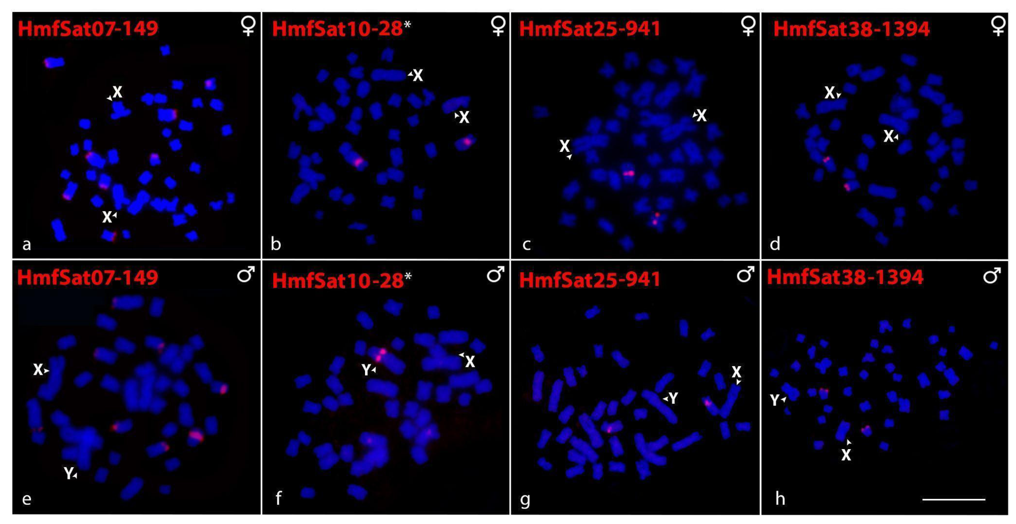 Repeatome Dynamics And Sex Chromosome Differentiation In The Xy And