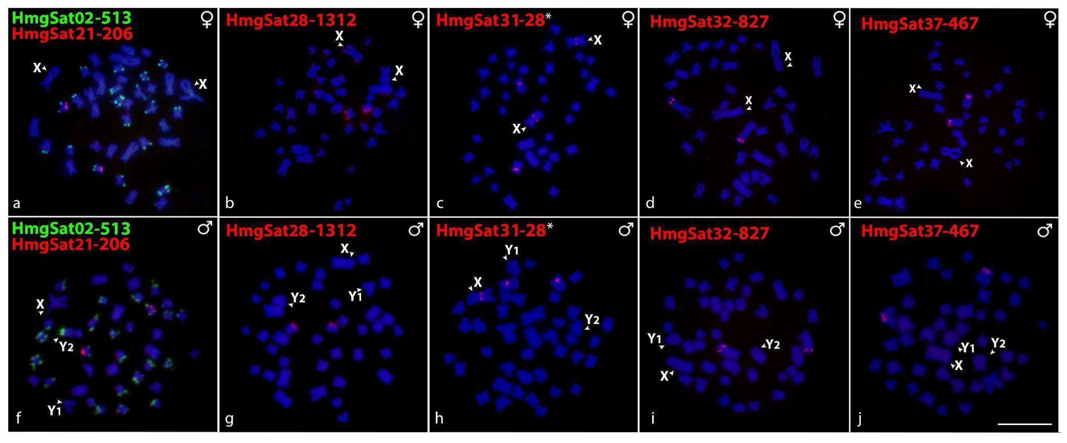 Repeatome Dynamics And Sex Chromosome Differentiation In The Xy And