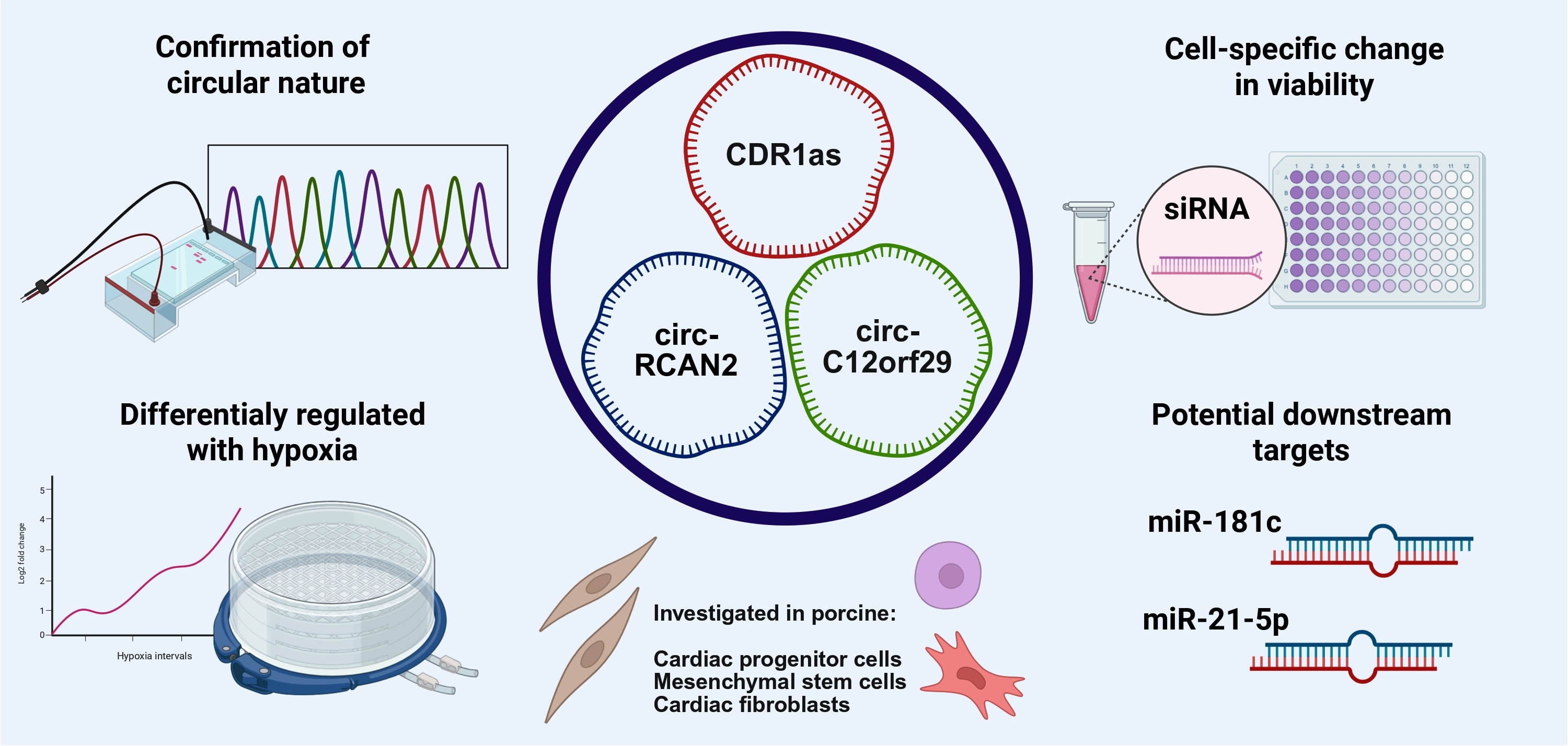 Cardiac Circular RNAs CDR1as, Circ-RCAN2, Circ-C12orf29 Show Cell ...