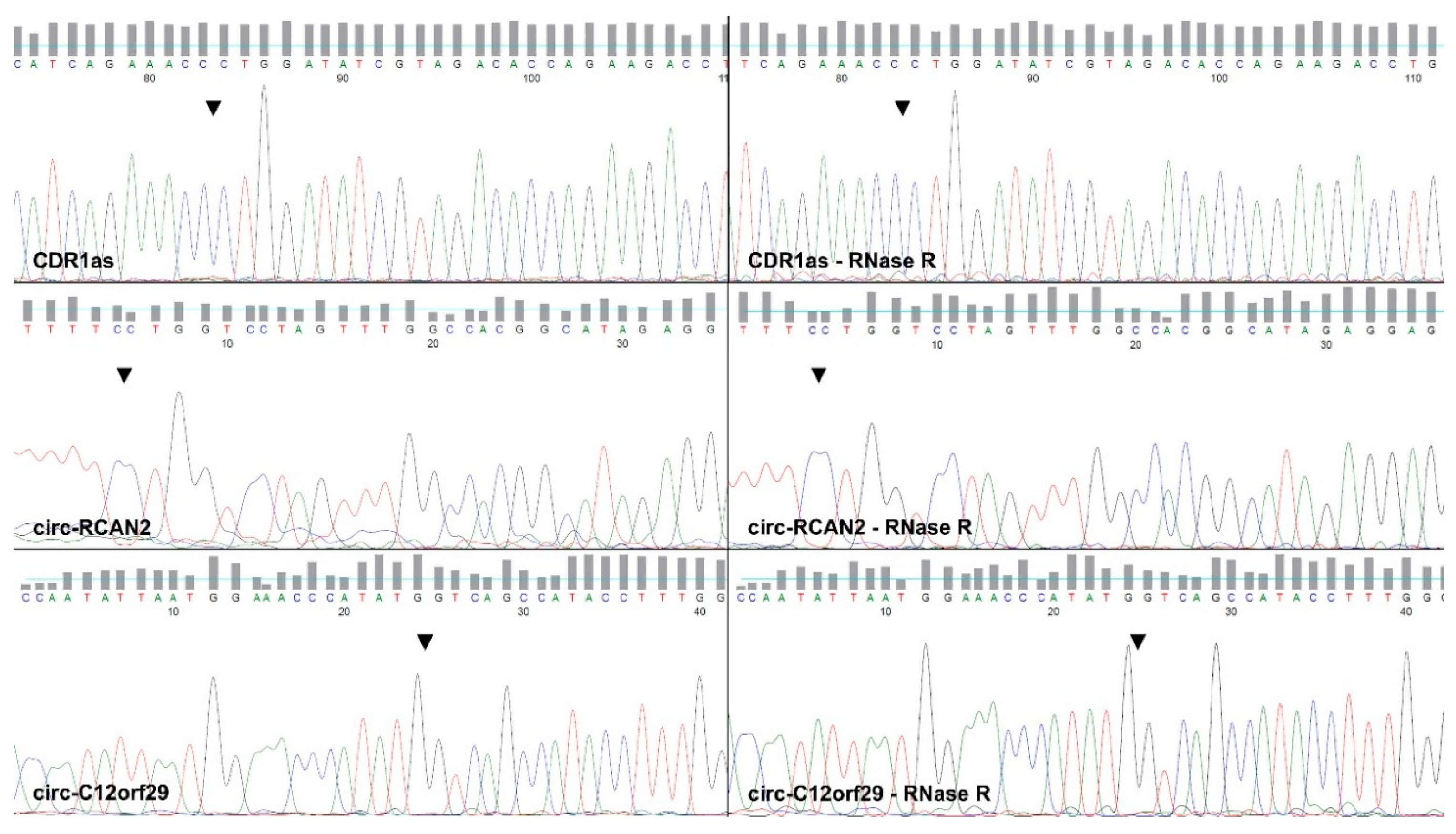 Cardiac Circular RNAs CDR1as, Circ-RCAN2, Circ-C12orf29 Show Cell ...