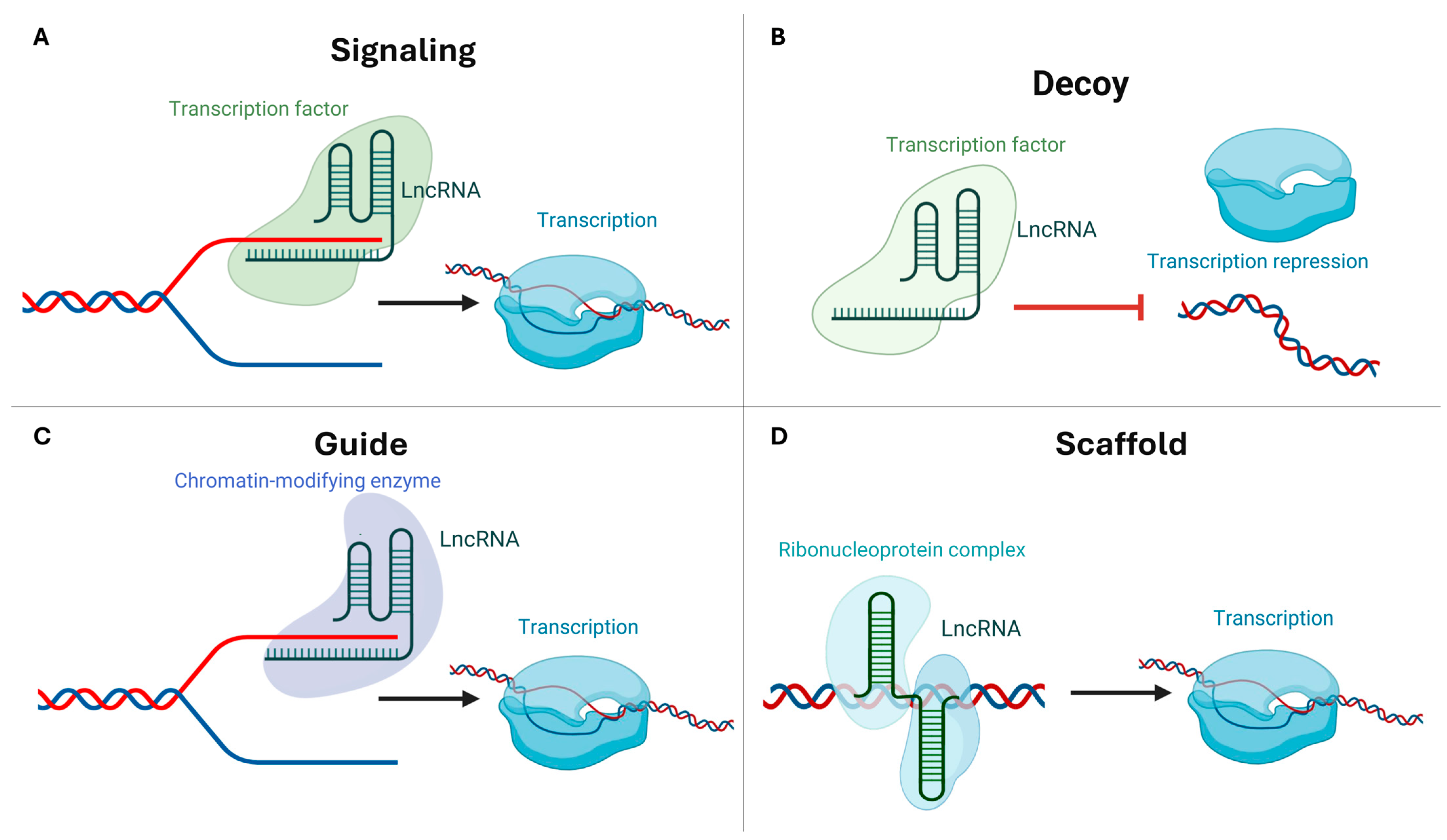 Long Non-Coding RNAs in the Cold-Stress Response of Horticultural ...
