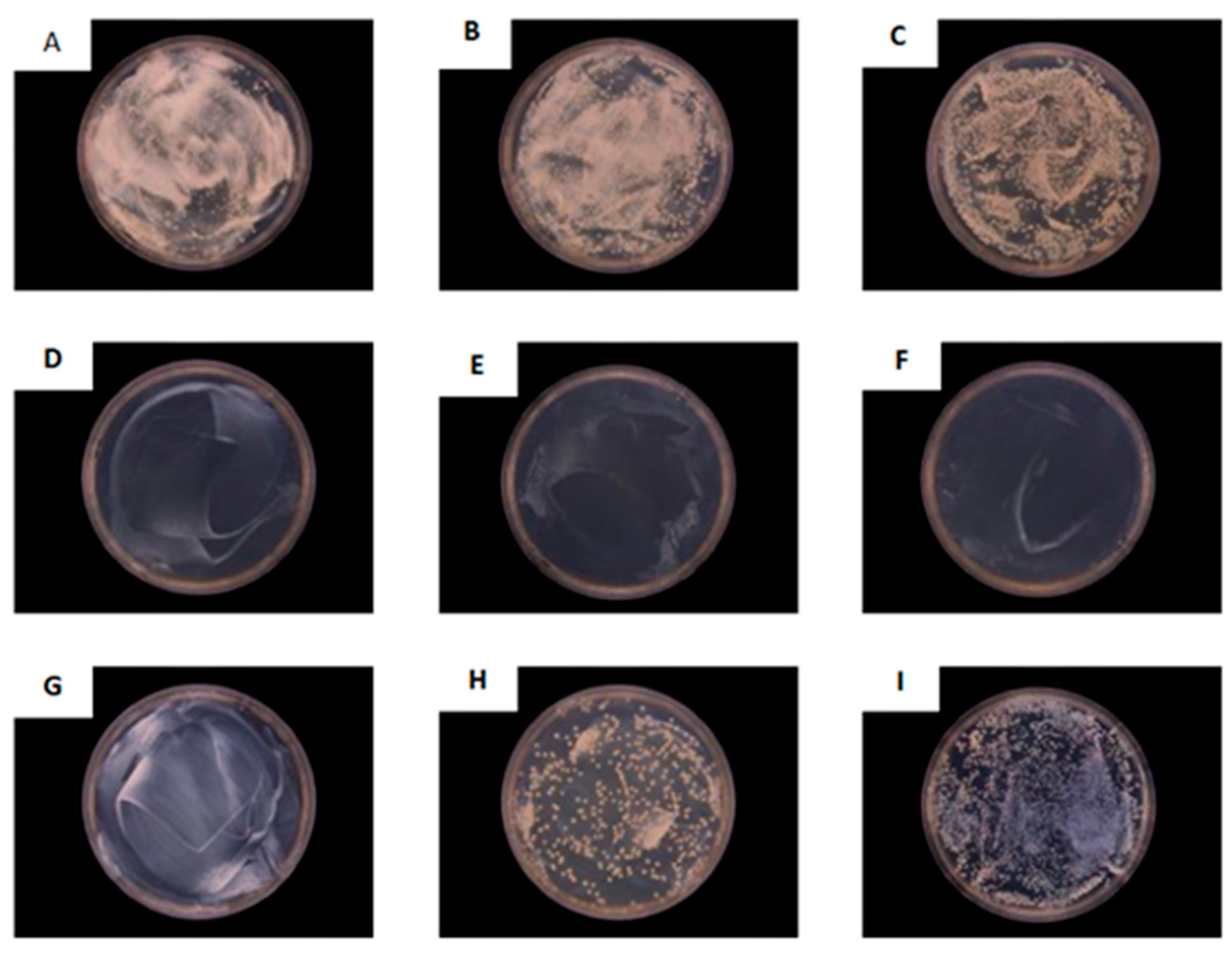 In Vitro Antibacterial Activity Evaluation and Mechanism of Morphology ...