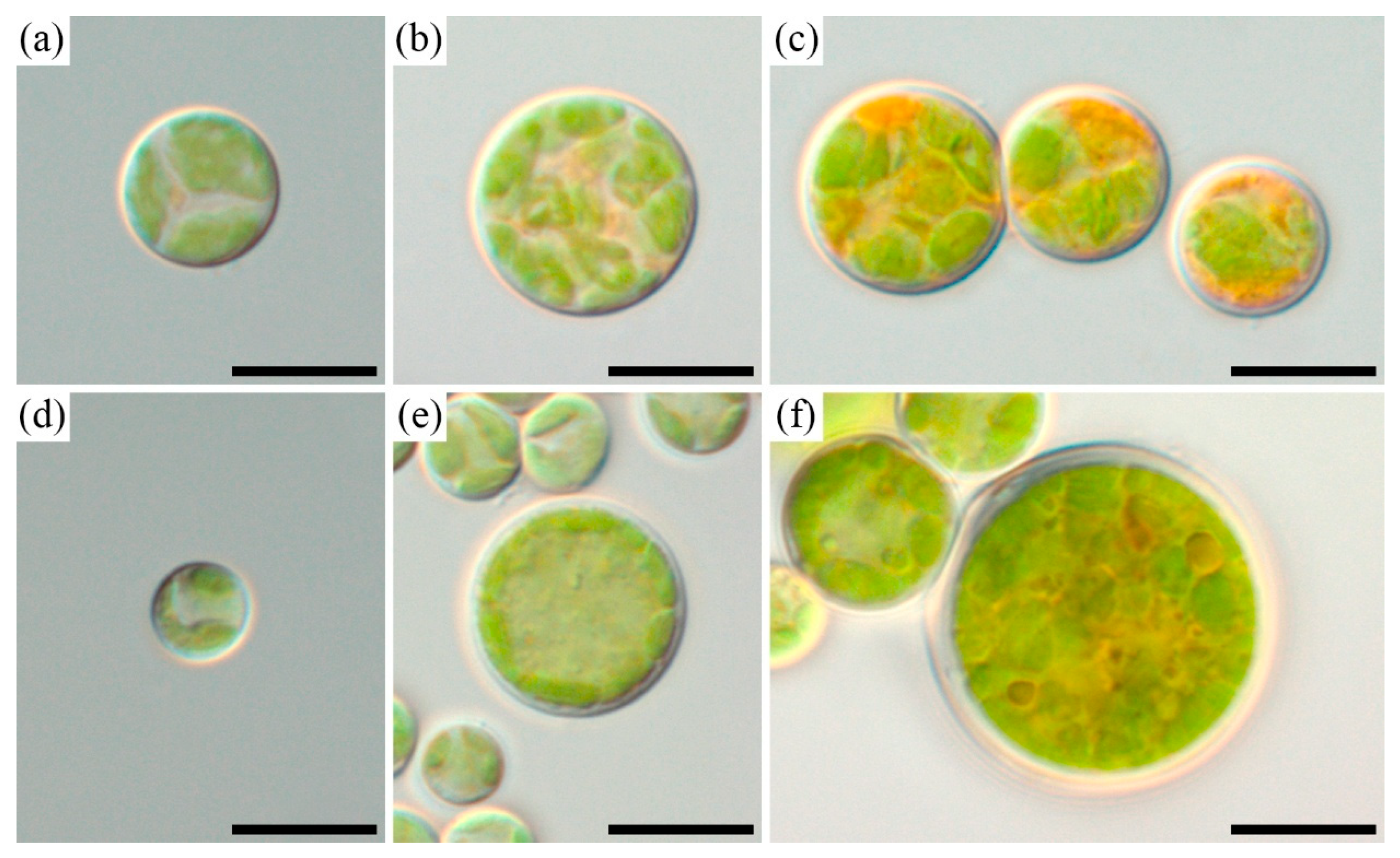 A Comparative Study of the Antioxidant Status and Biotechnological ...