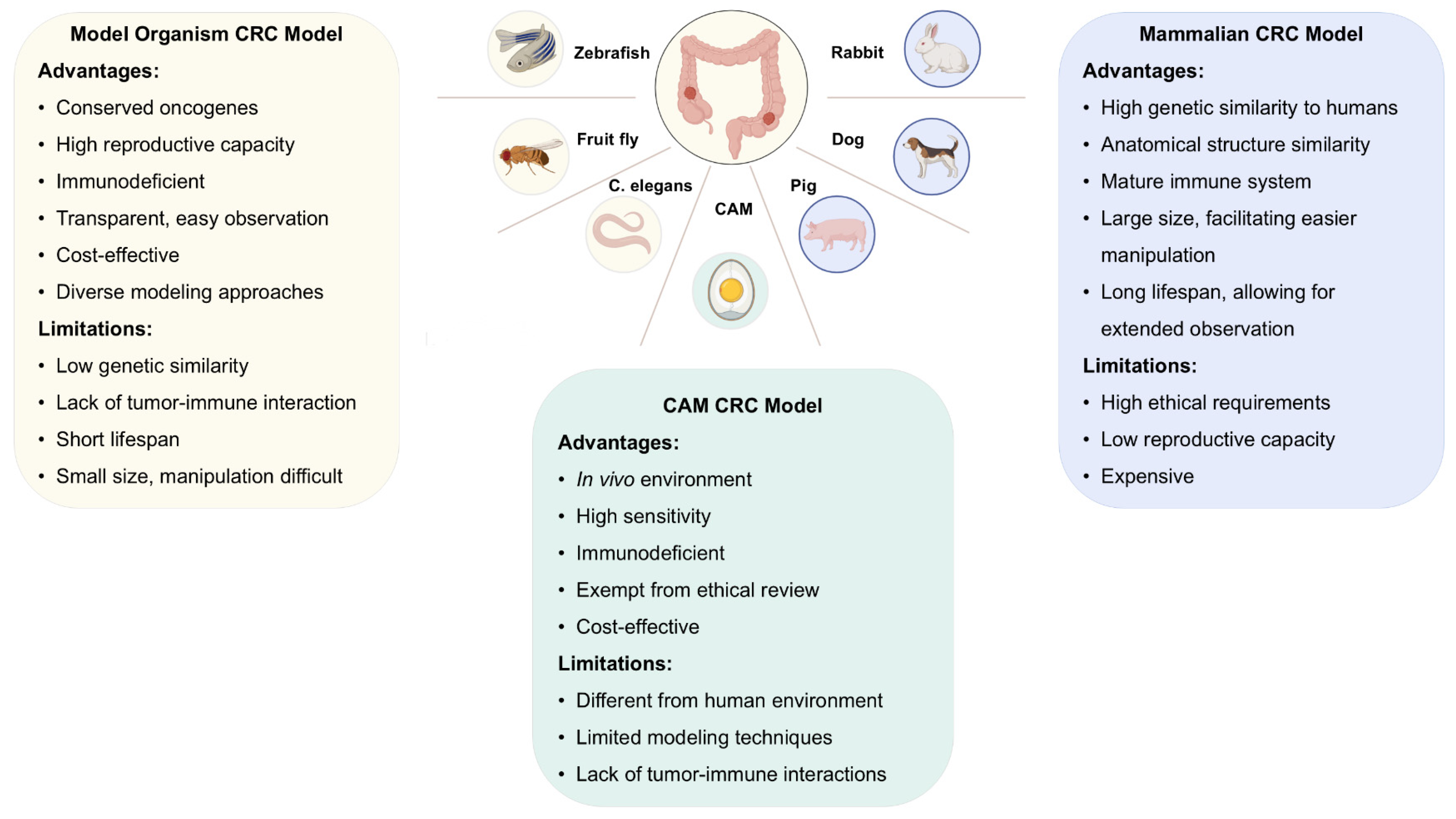 Beyond Rodents: Alternative Animal Models in Colorectal Cancer Research