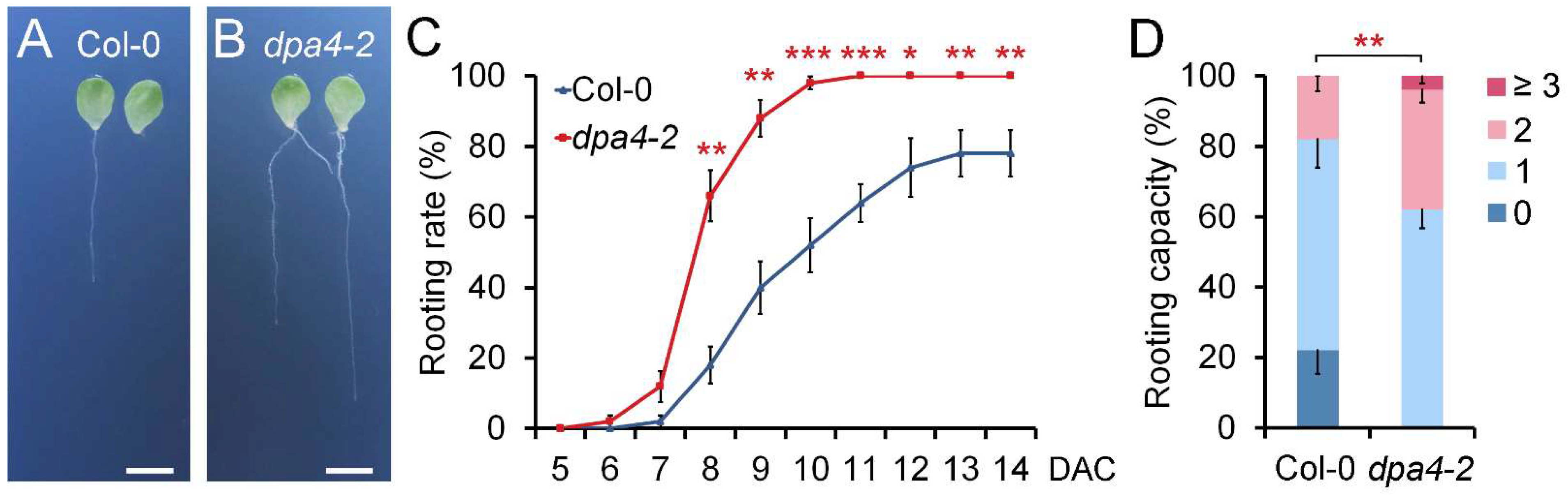 DPA4 Suppresses Adventitious Root Formation via Transcriptional ...