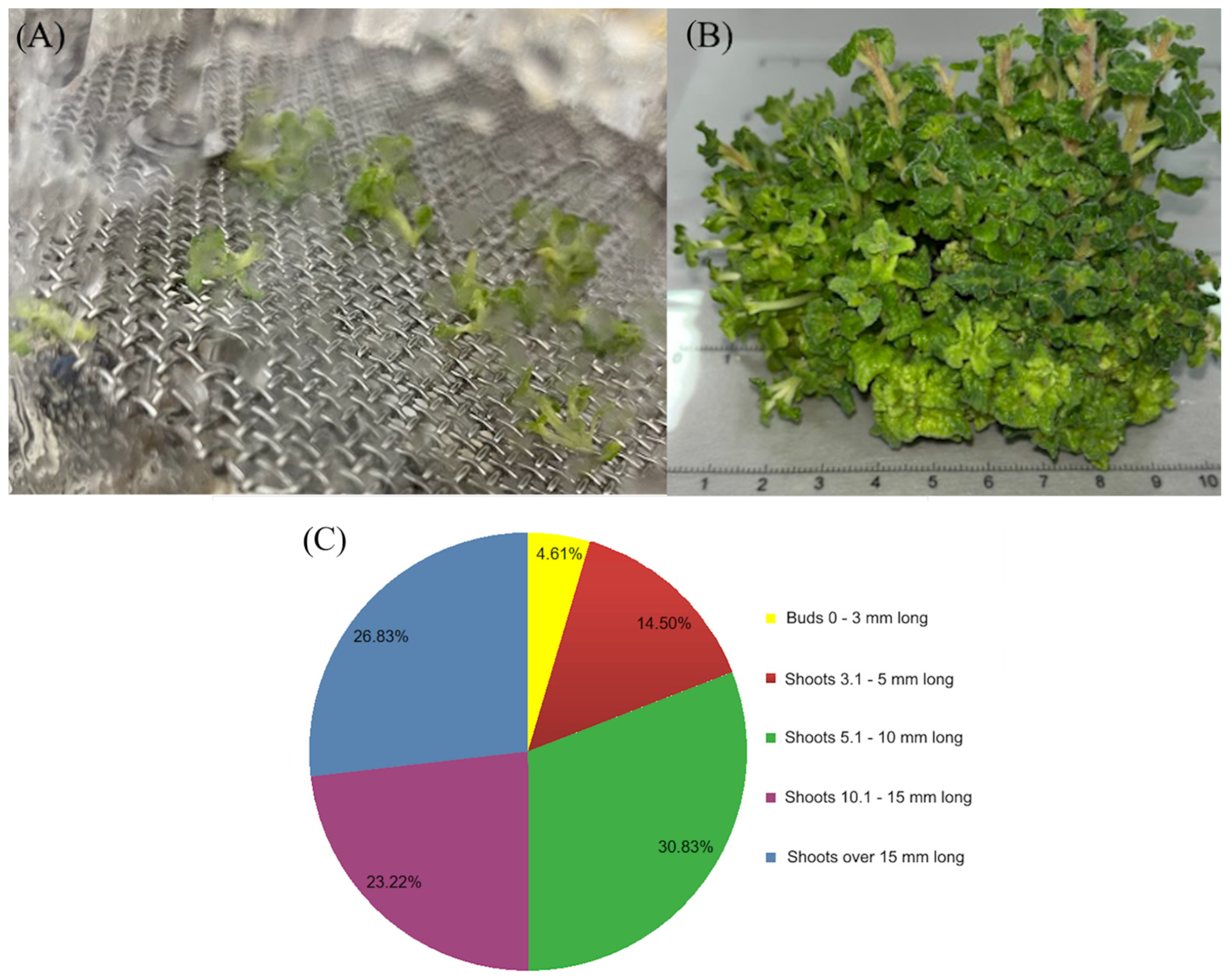 Establishment of Shoot Cultures of Nepeta curviflora Boiss., Scale-Up ...