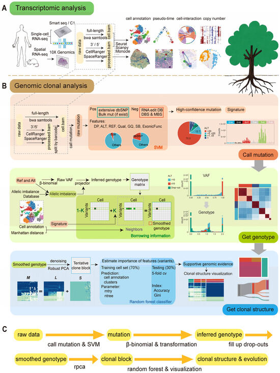 De Novo Detection of Clonal Structure and Evolution in Single-Cell and ...