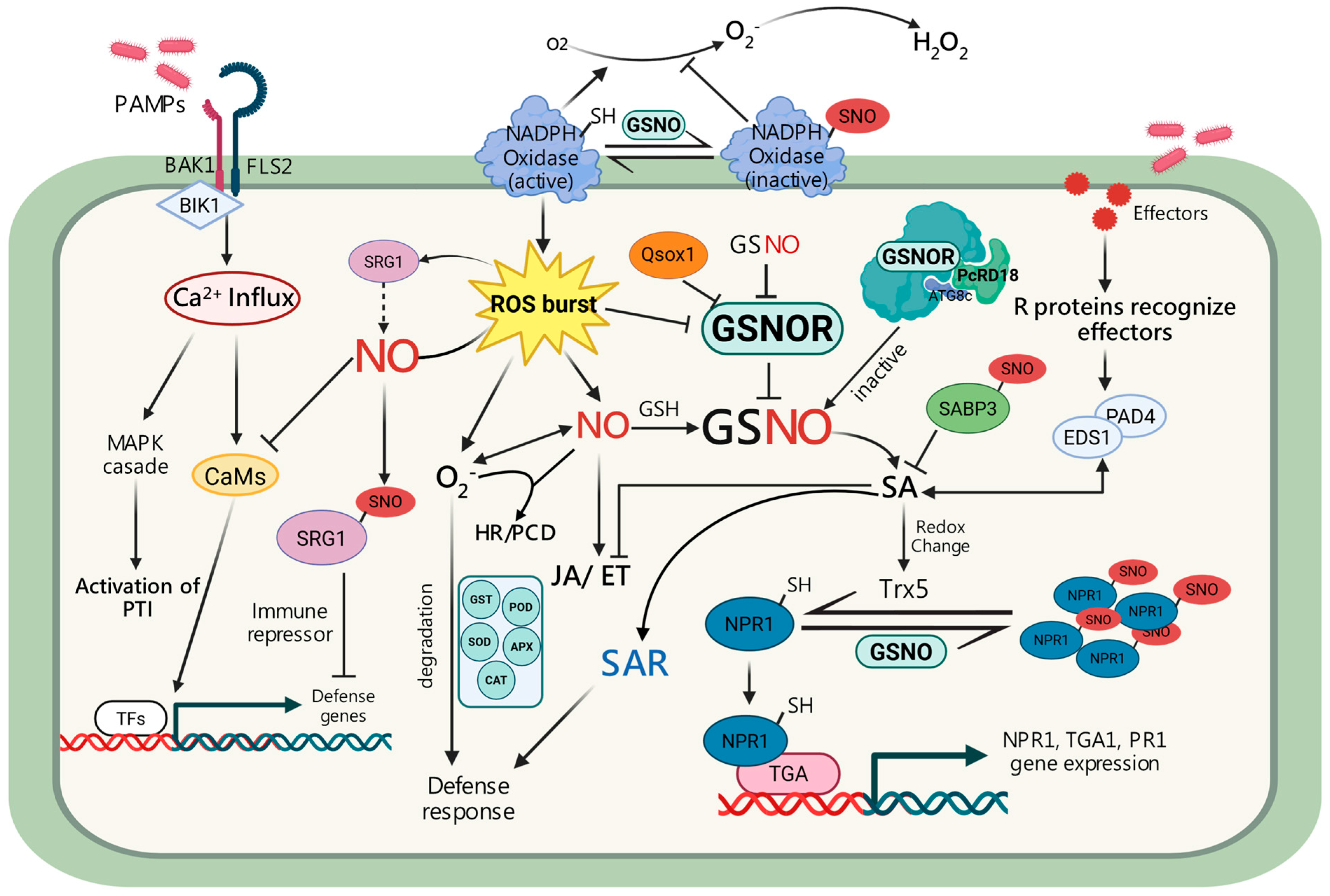 The Central Role of GSNOR: Decoding Nitric Oxide Signaling for Crop Stress Tolerance