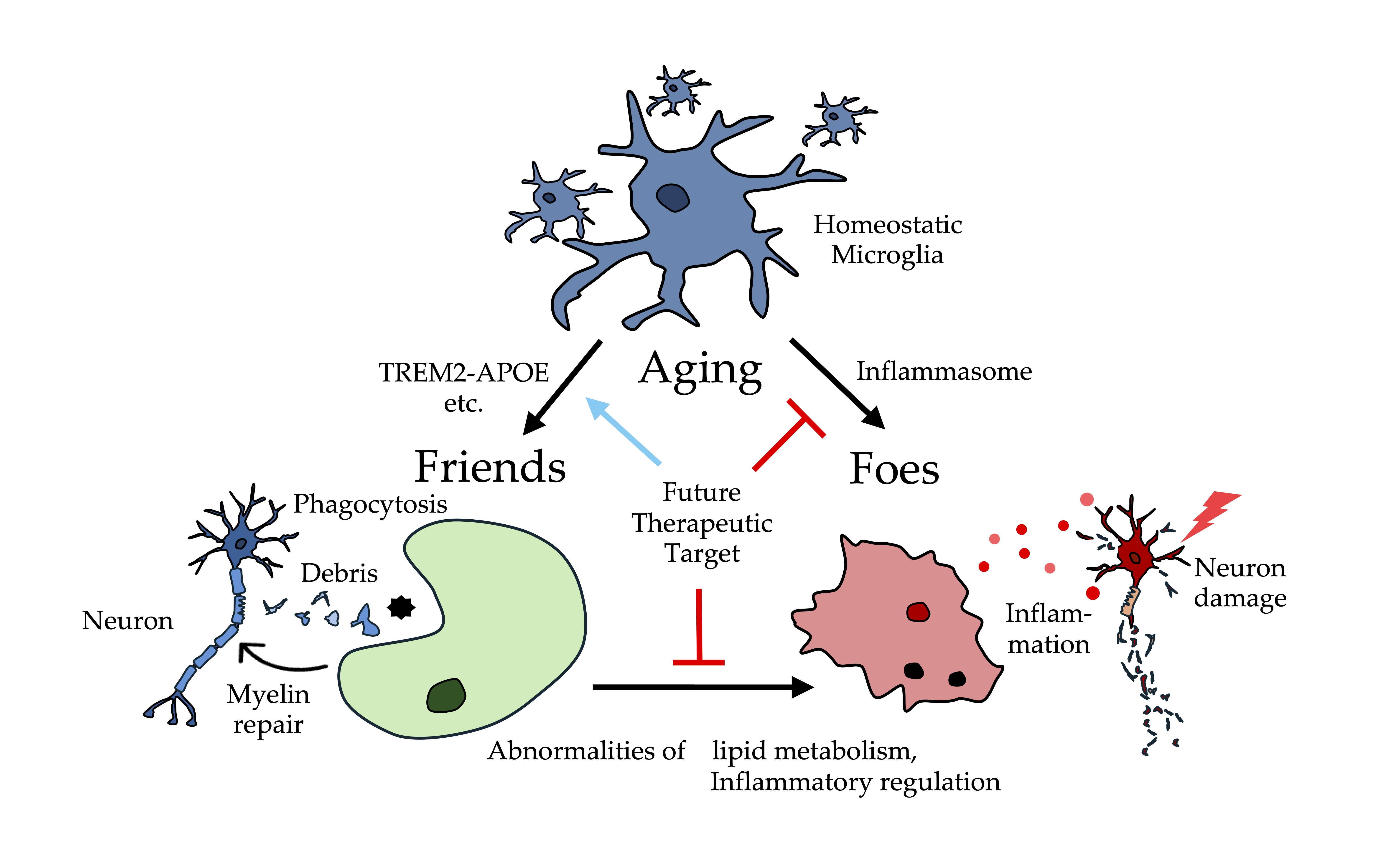 Microglia in Brain Aging and Age-Related Diseases: Friends or Foes?