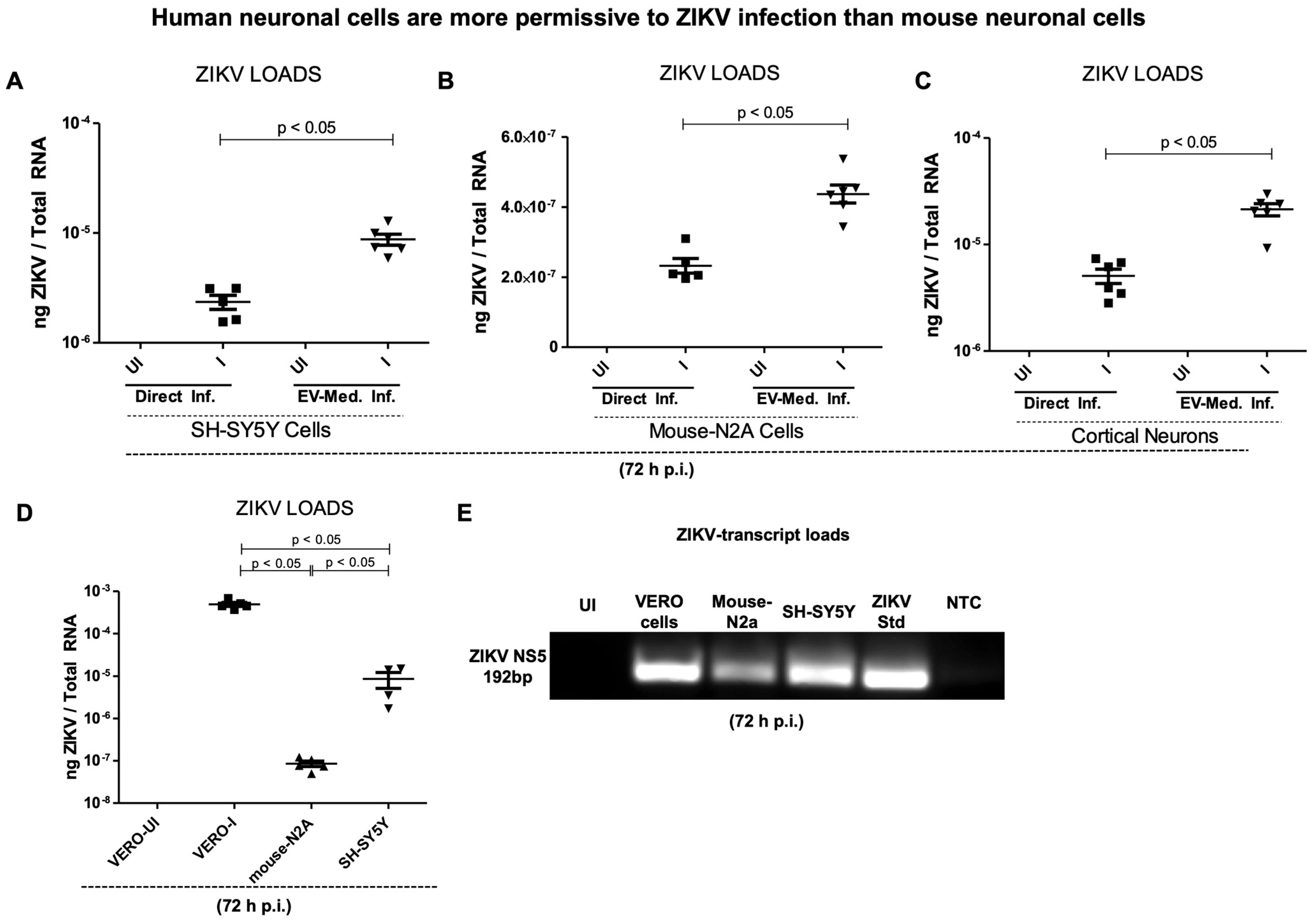 Zika Virus Infection Is More Highly Replicative and Transmissible by ...