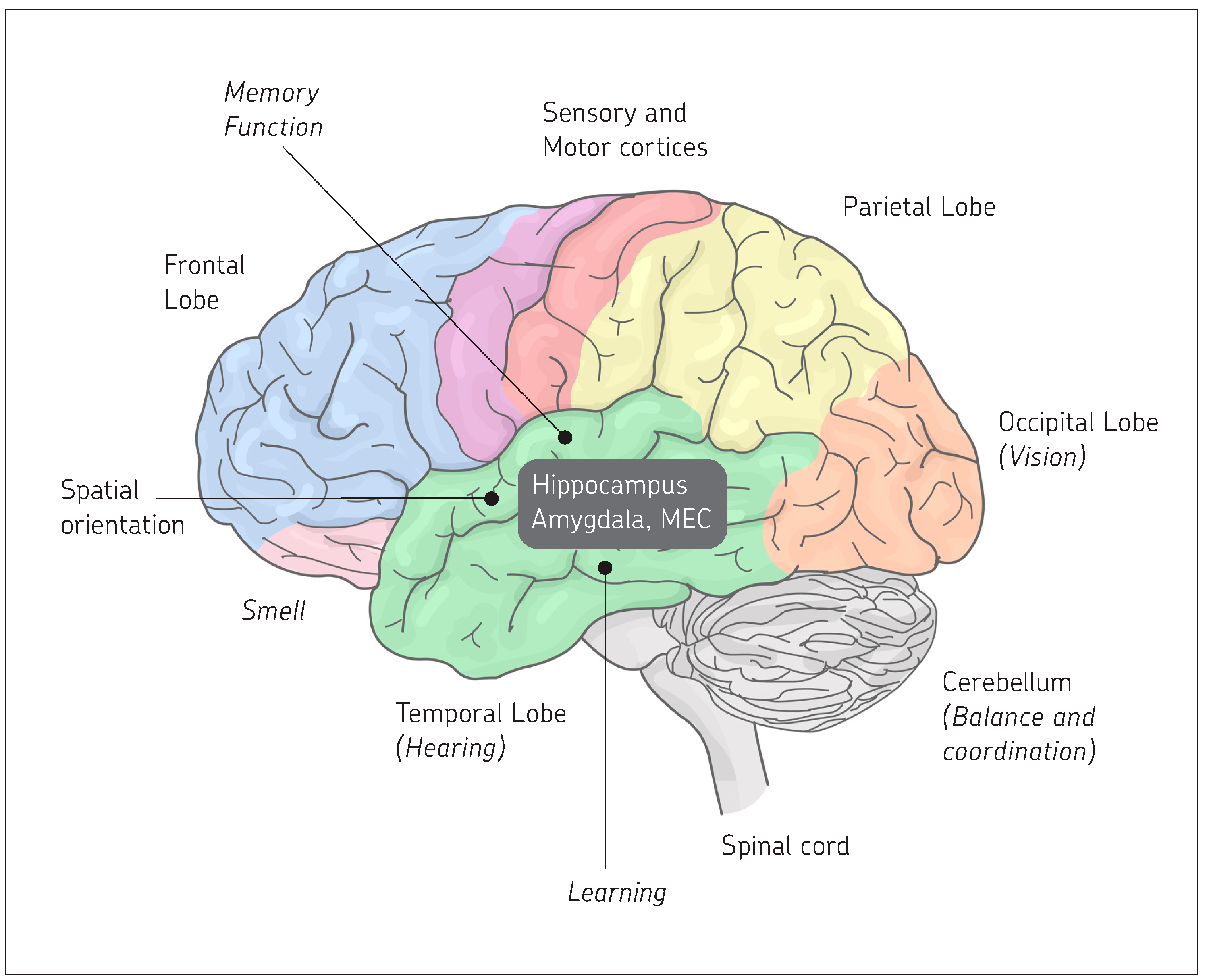 Brain and Immune System Part II—An Integrative View upon Spatial ...