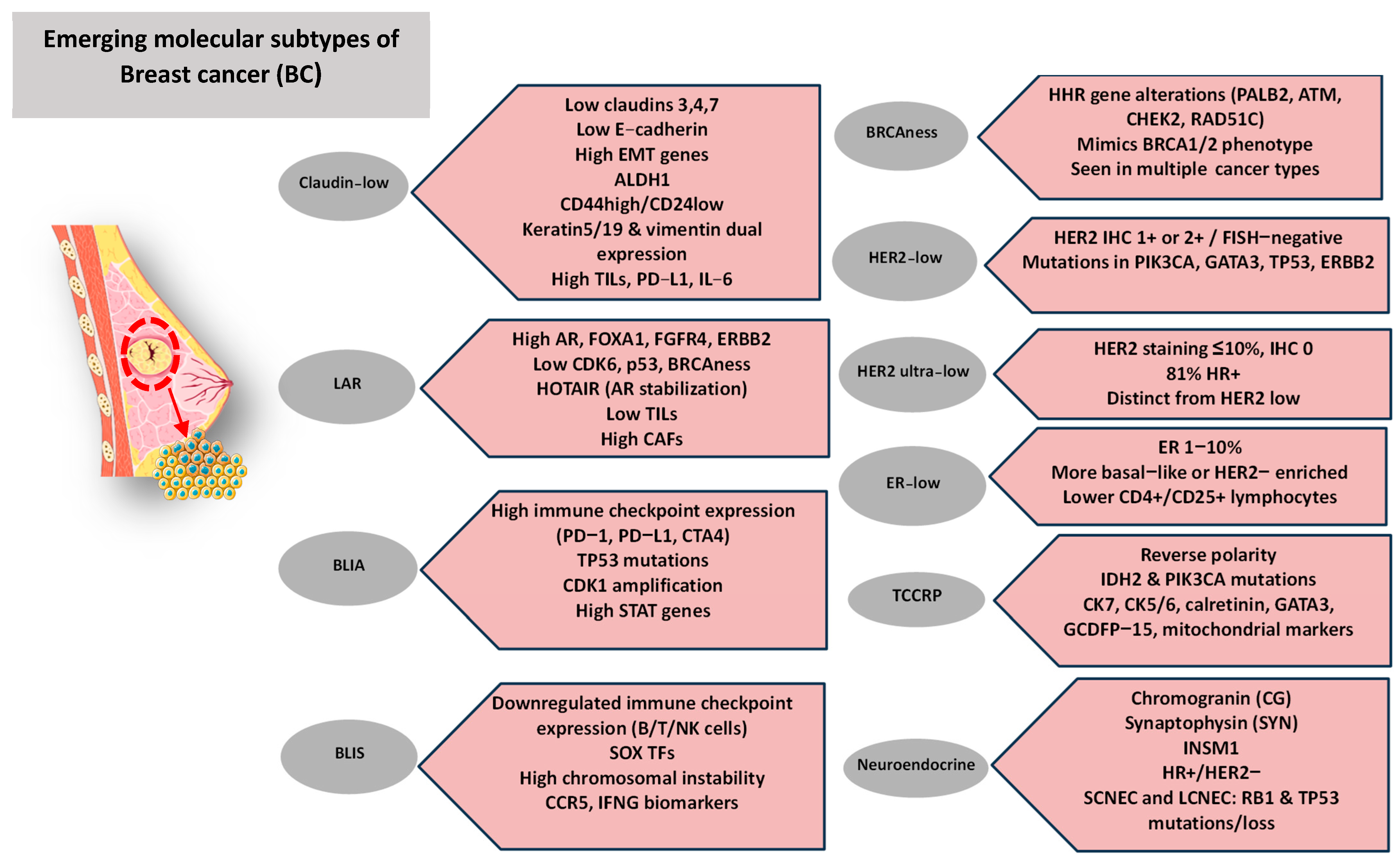 Emerging Breast Cancer Subpopulations: Functional Heterogeneity Beyond ...