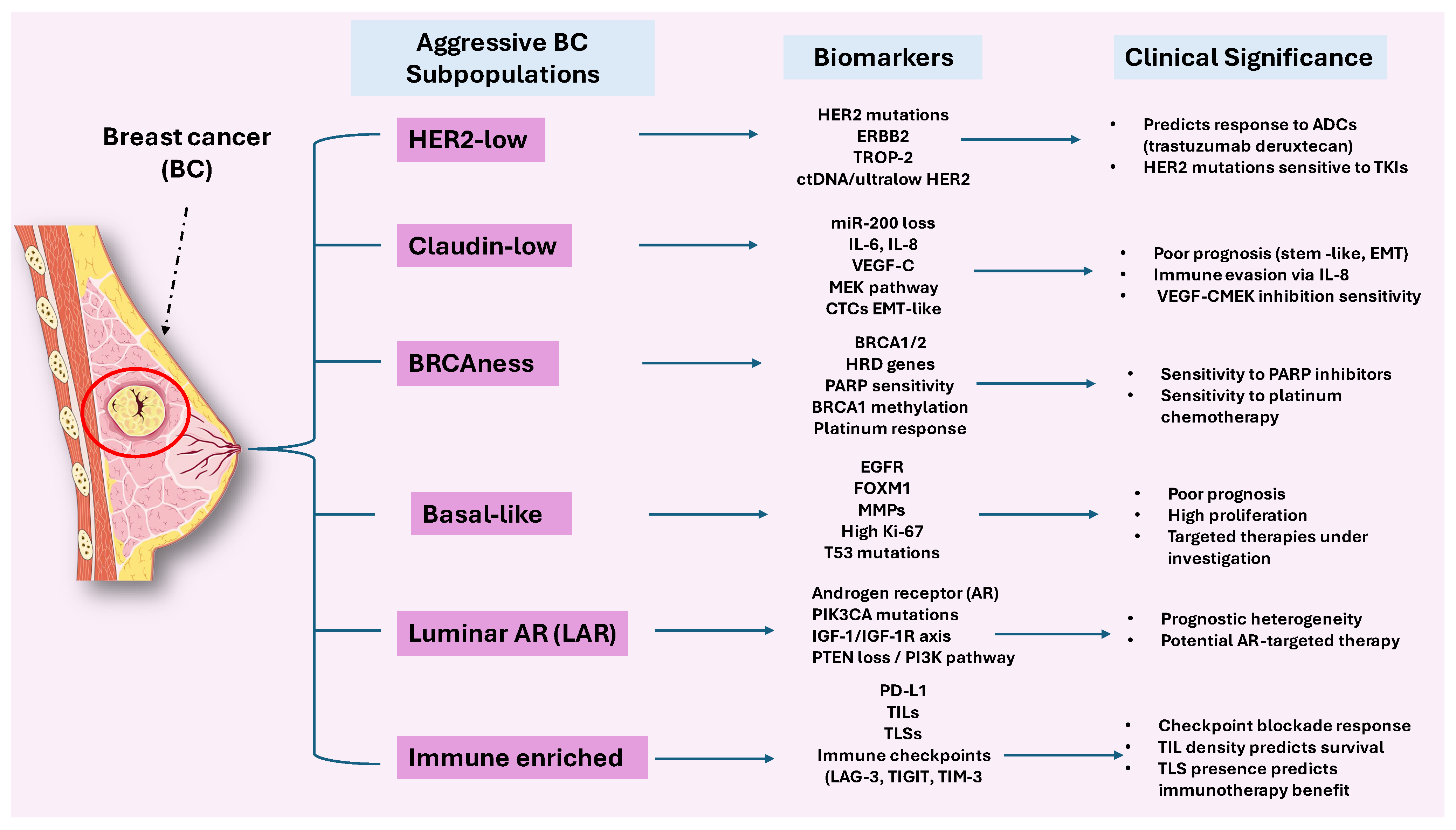 Emerging Breast Cancer Subpopulations: Functional Heterogeneity Beyond ...