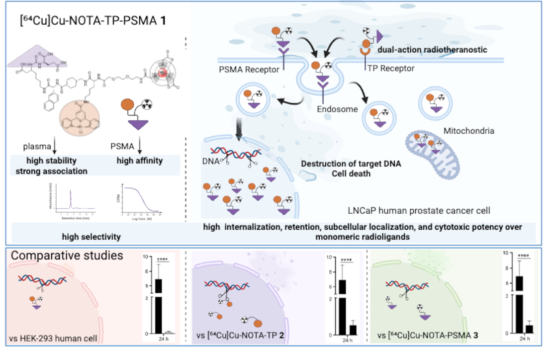 Development and In Vitro Evaluation of [64Cu]Cu-NOTA-TP-PSMA, a Novel ...