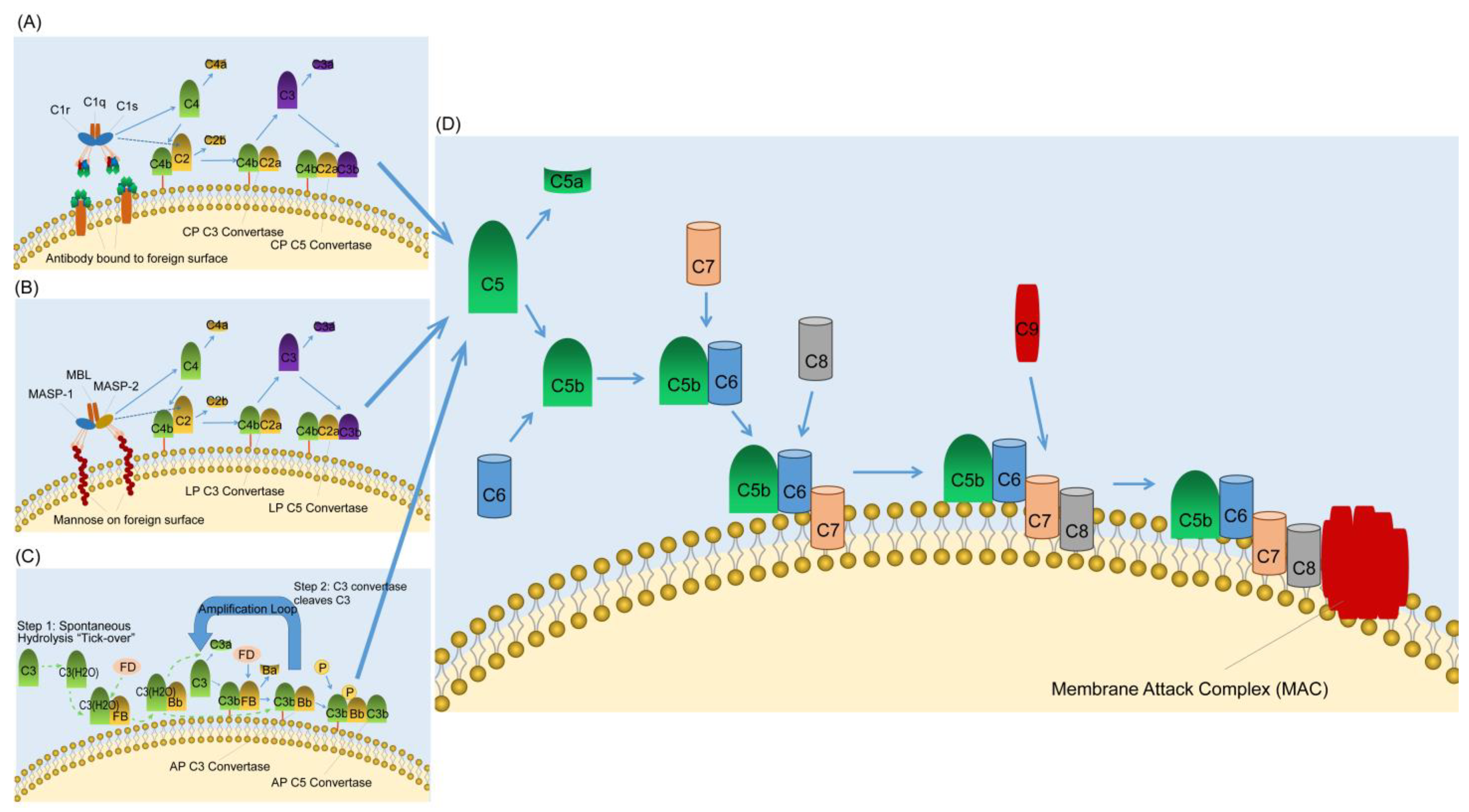 The Pleiotropic Effect of Complement C5a-C5aR1 Pathway in Diseases ...