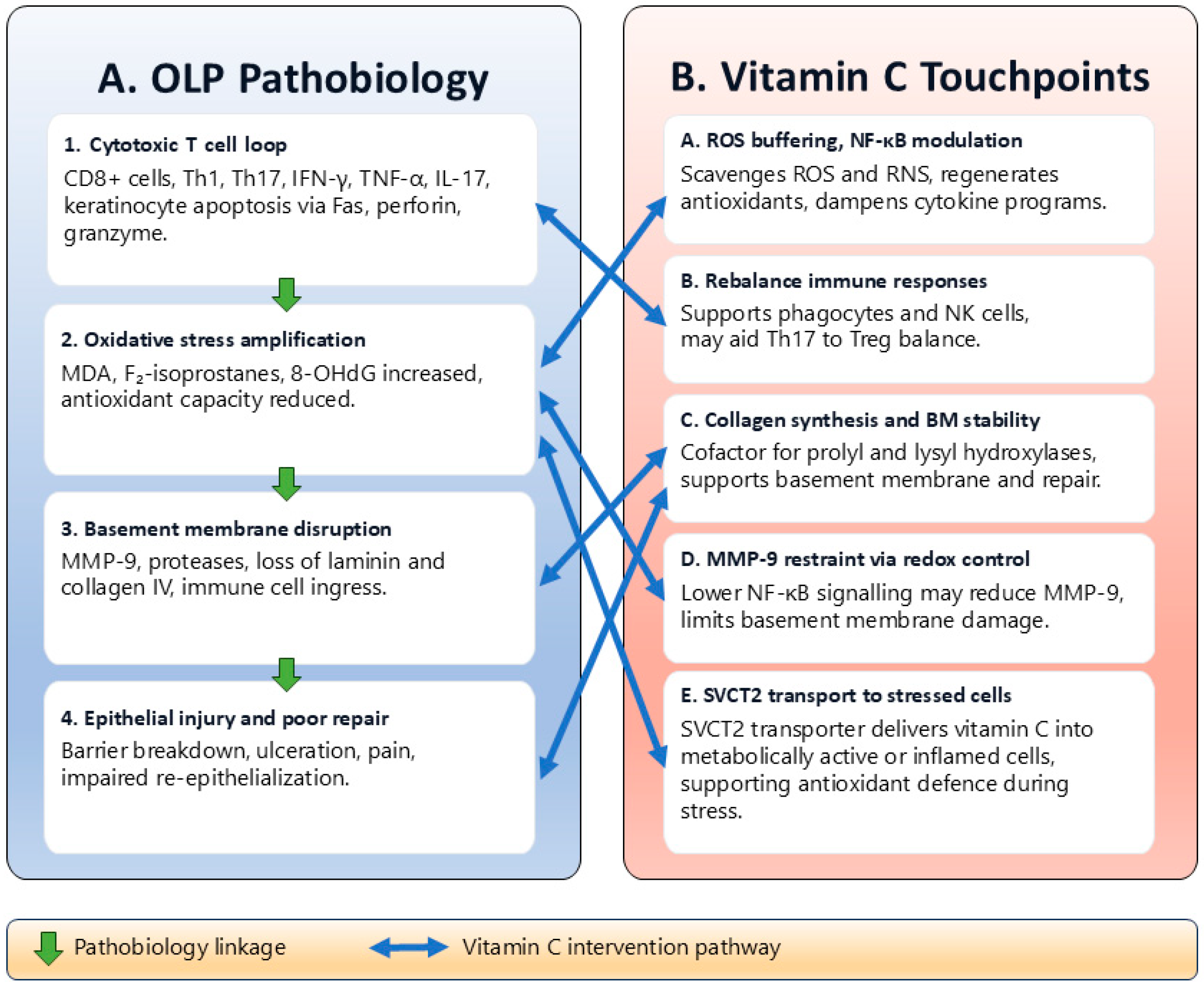 Vitamin C in Oral Lichen Planus: Pathobiological Rationale and ...