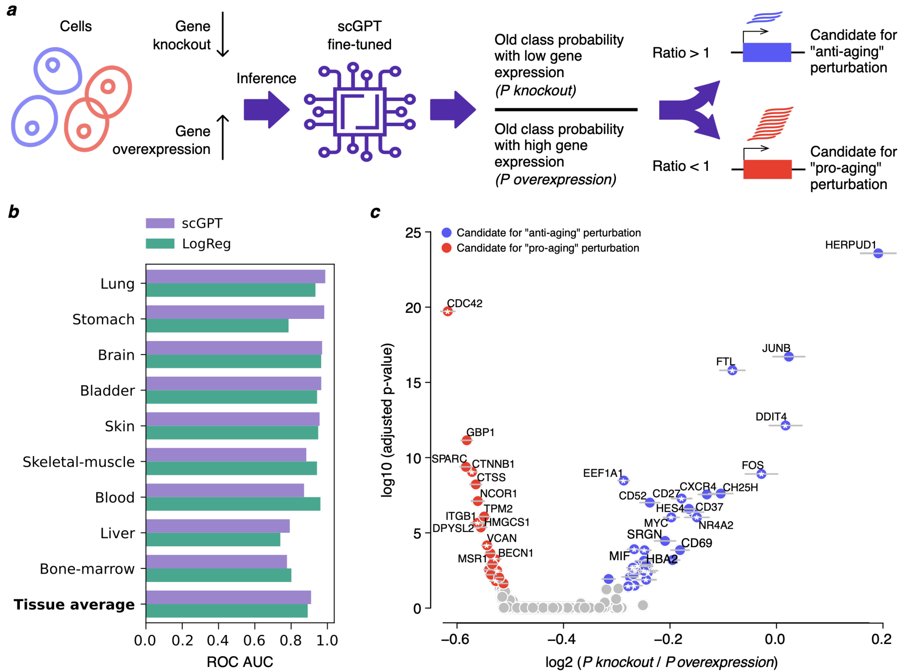 Discovering Candidate Anti-Aging Perturbations Using a Foundation Model ...