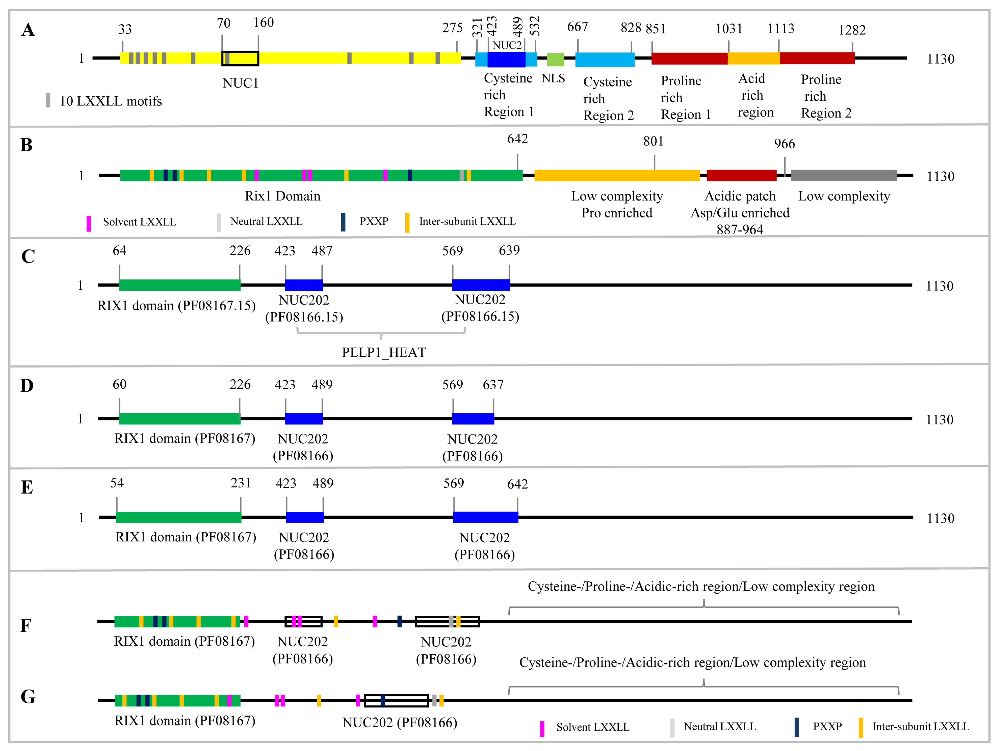 Proline-, Glutamic Acid-, Leucine-Rich Protein 1 (PELP1): Diversity ...