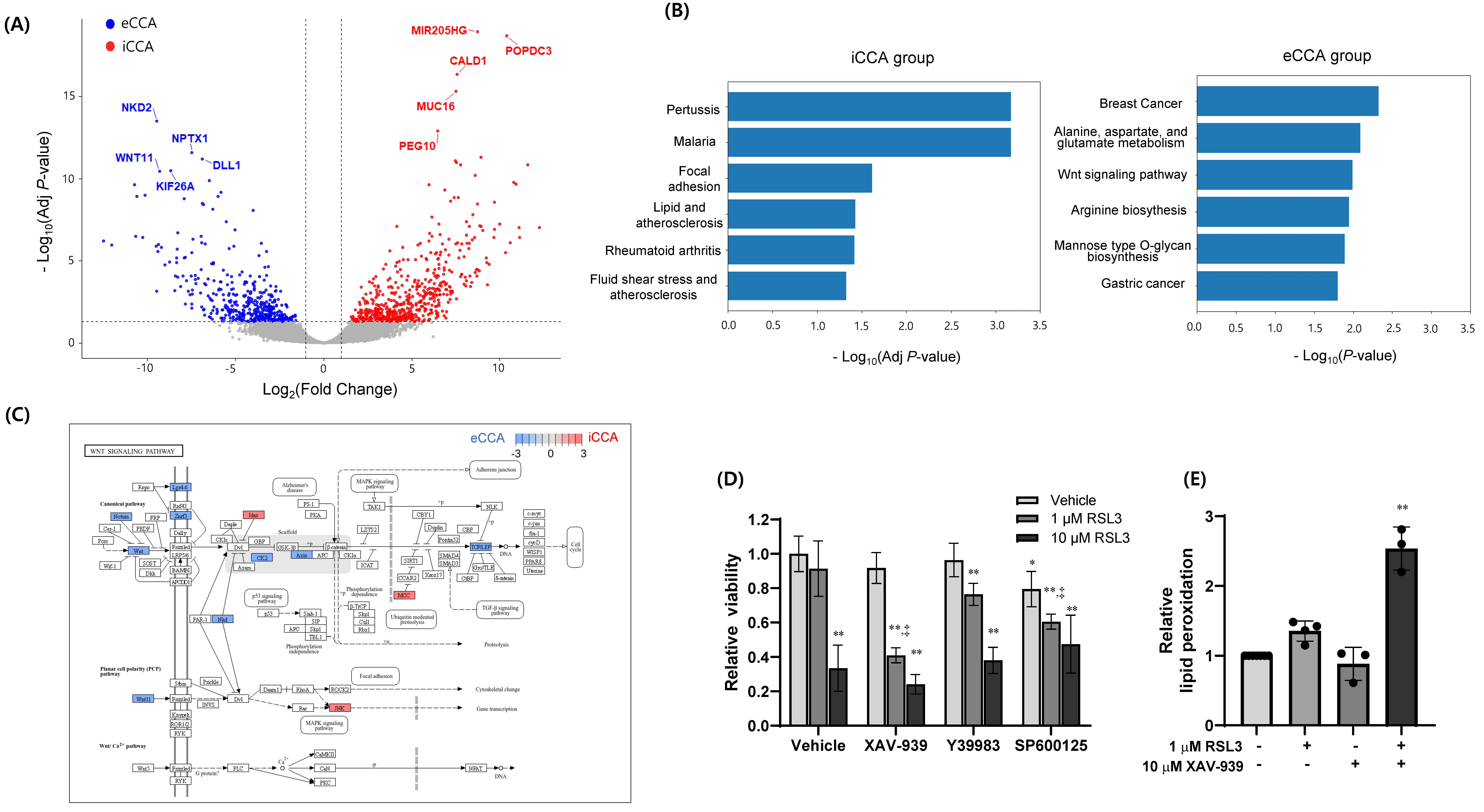 Characterization of Differential GPX4 Essentiality Between Intrahepatic ...