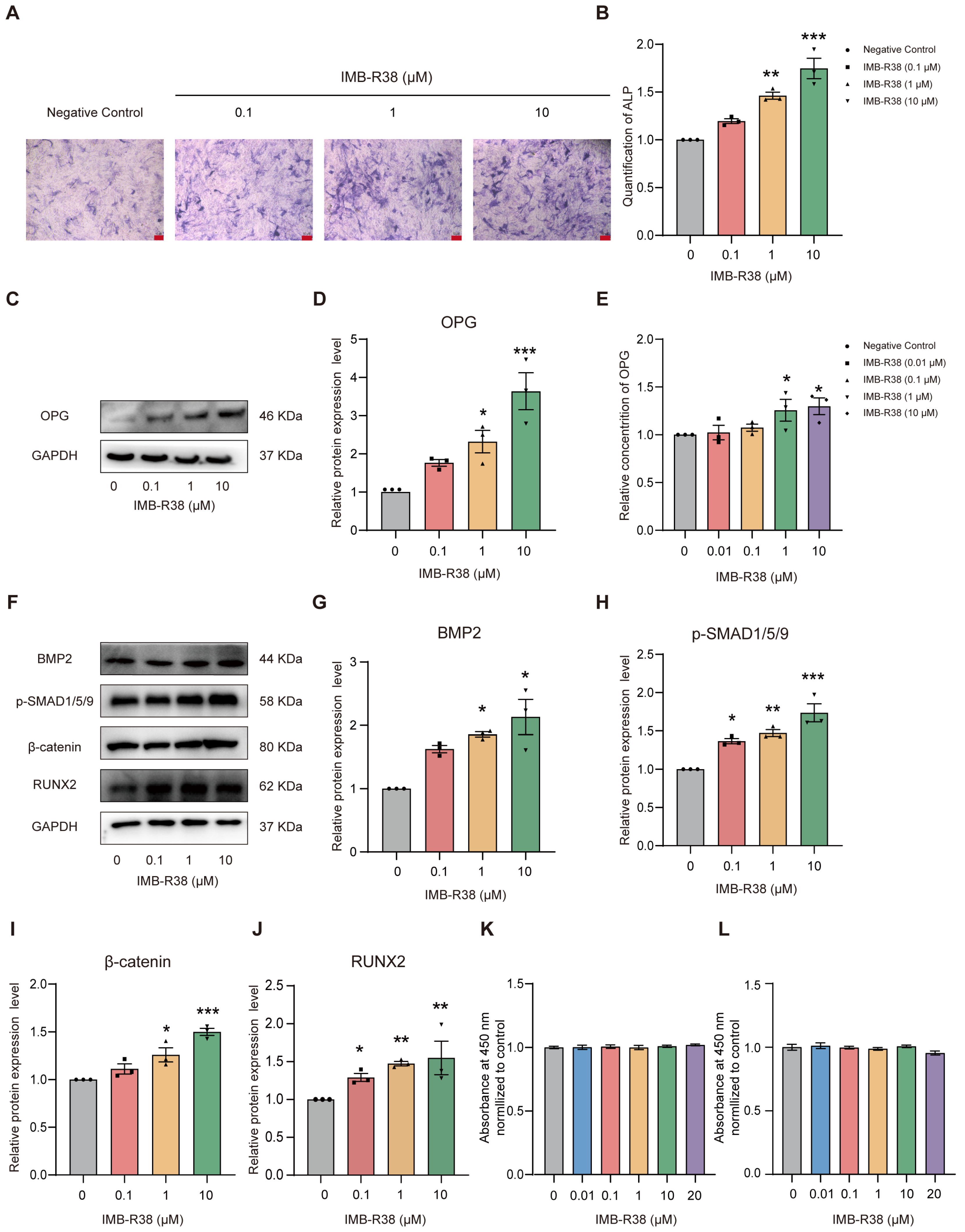 A Novel RANKL/RANK Inhibitor IMB-R38 Inhibits Osteoporosis Through ...