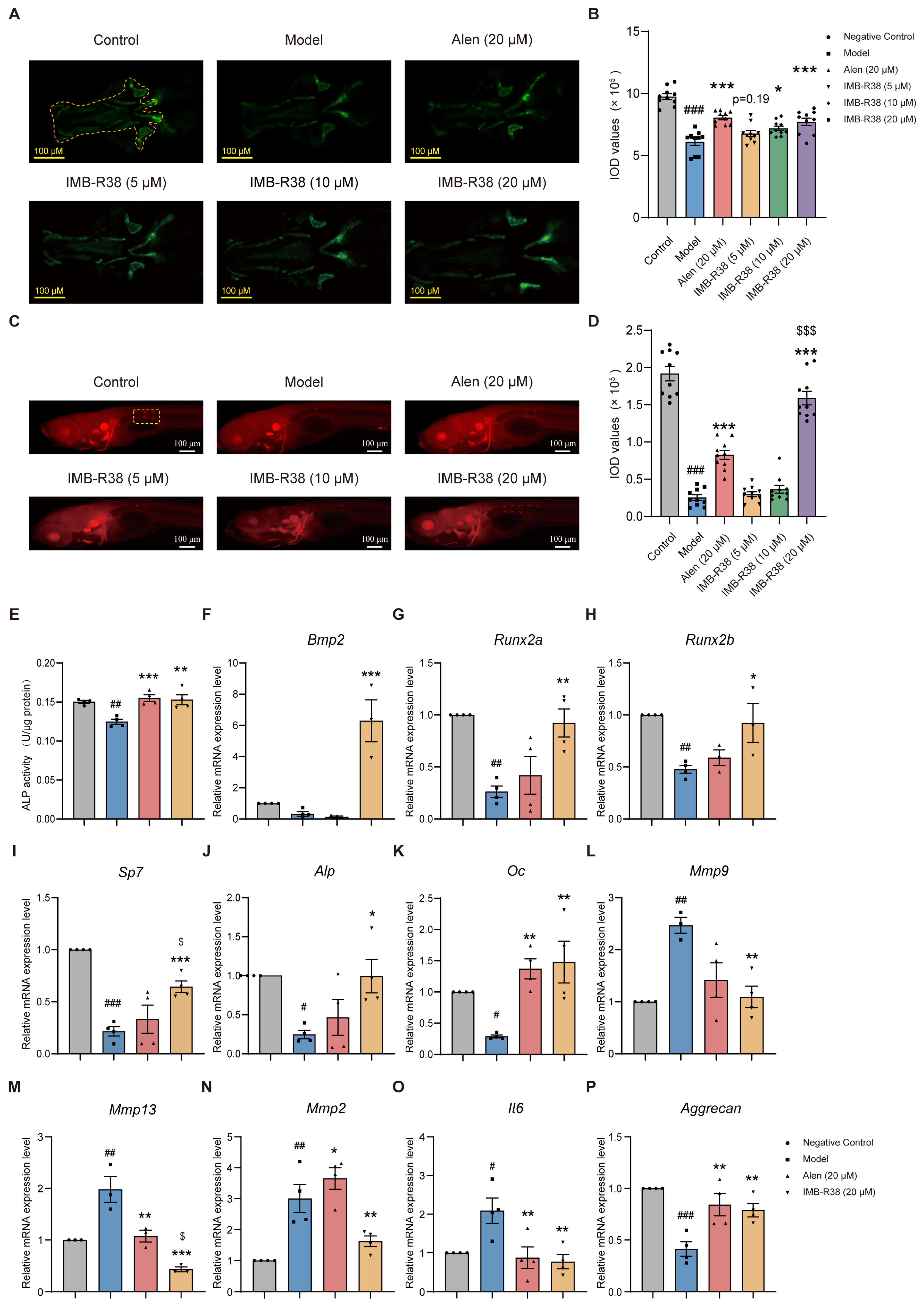 A Novel RANKL/RANK Inhibitor IMB-R38 Inhibits Osteoporosis Through ...