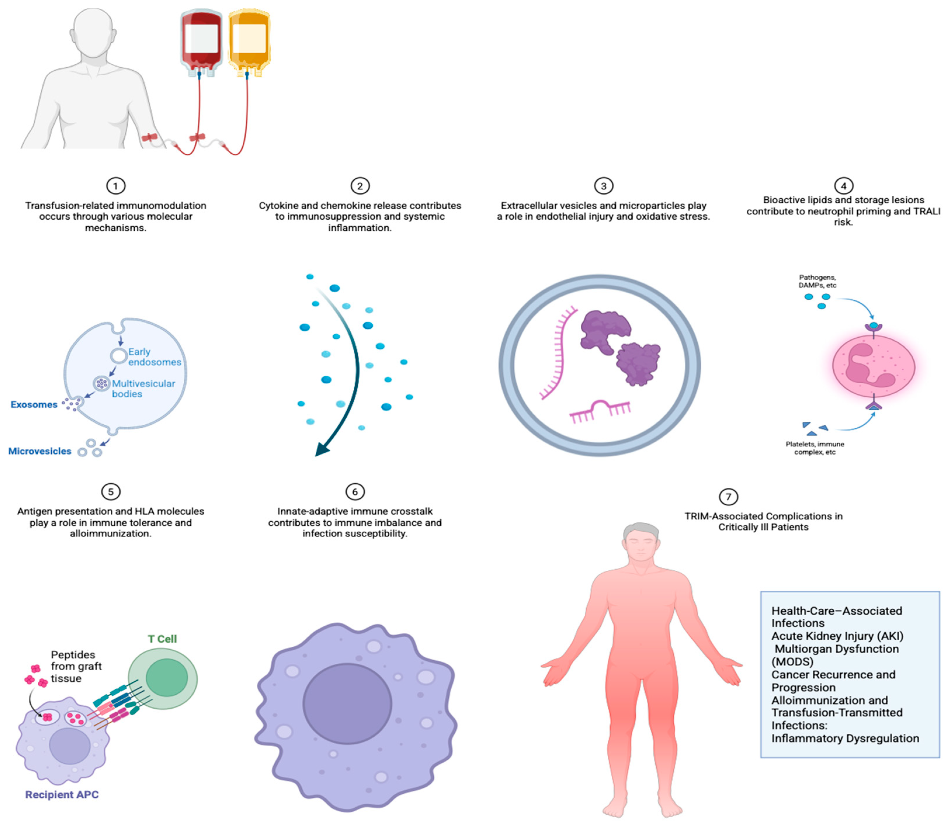 Molecular Mechanisms of Transfusion-Associated Immunomodulation and Its ...