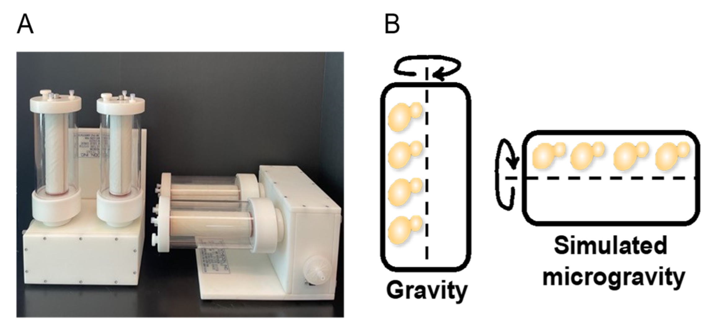 Simulated Microgravity-Induced Changes in SUMOylation and Protein ...