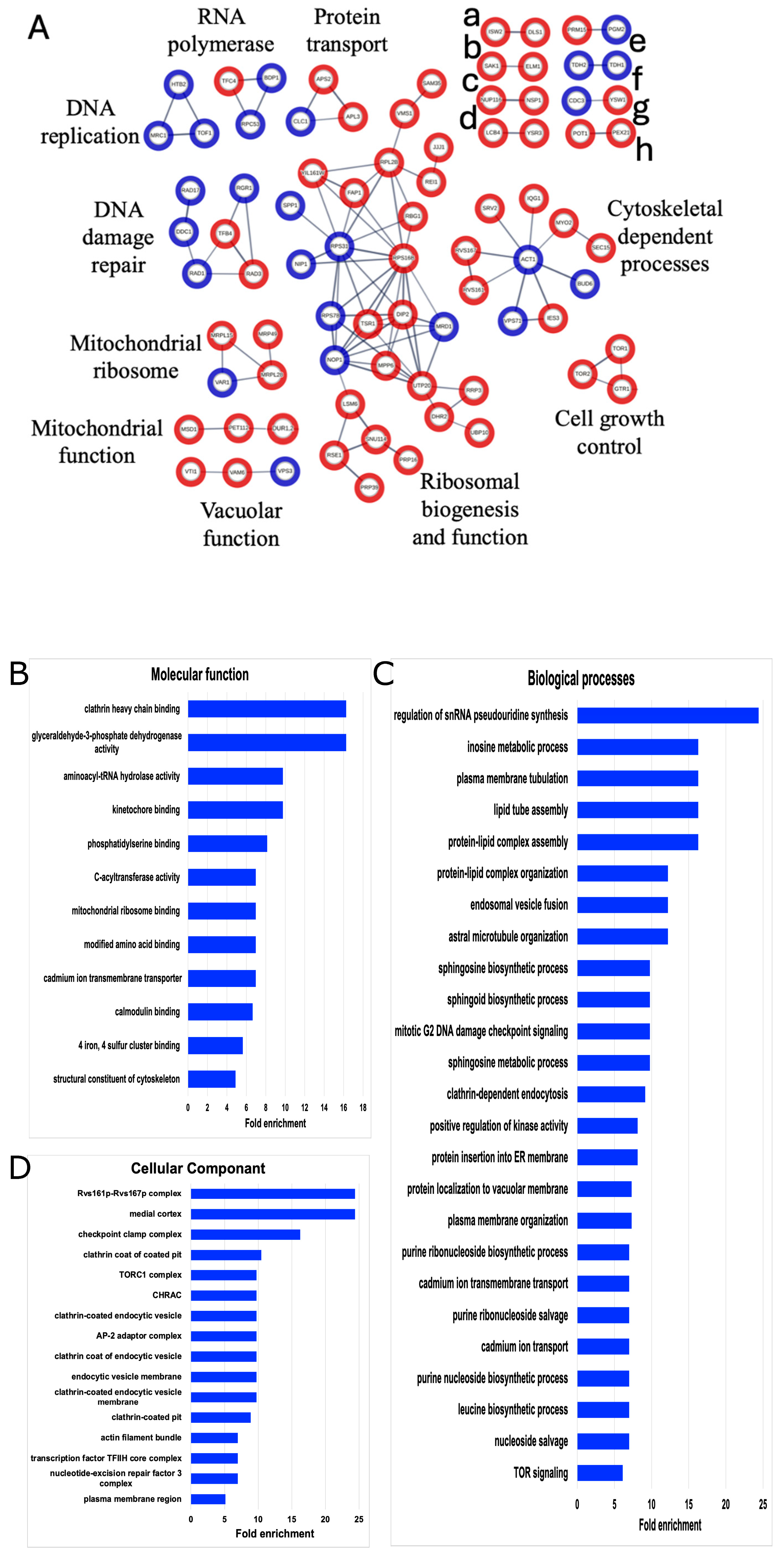 Simulated Microgravity-Induced Changes in SUMOylation and Protein ...