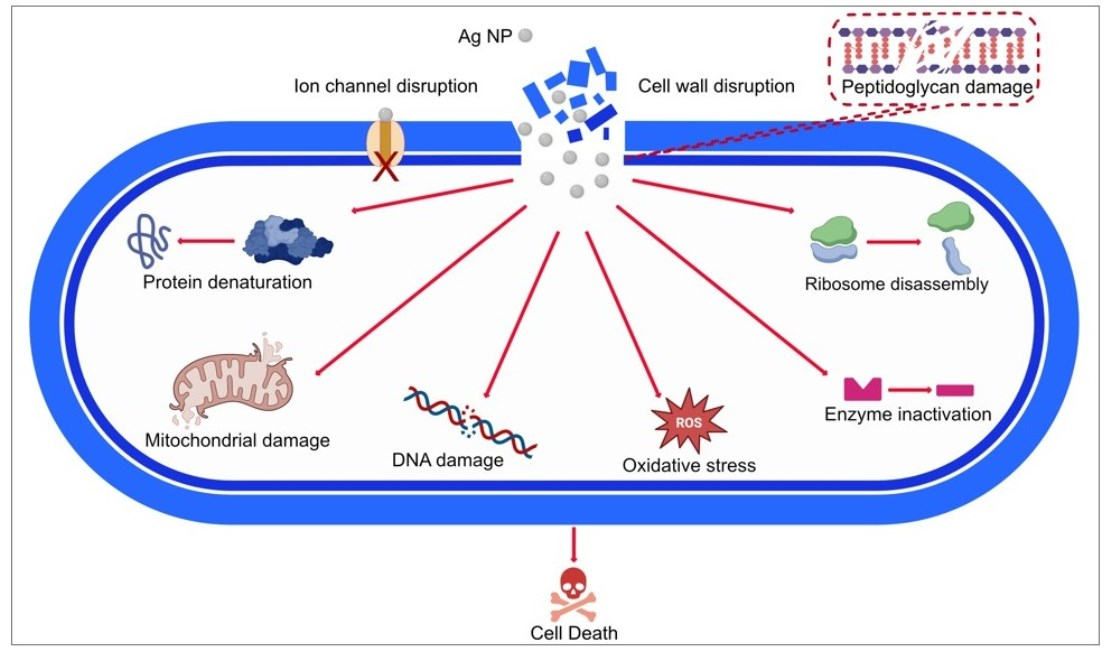 Biogenic vs. Chemical AgNPs: A Comparison of Antimicrobial Potency and ...