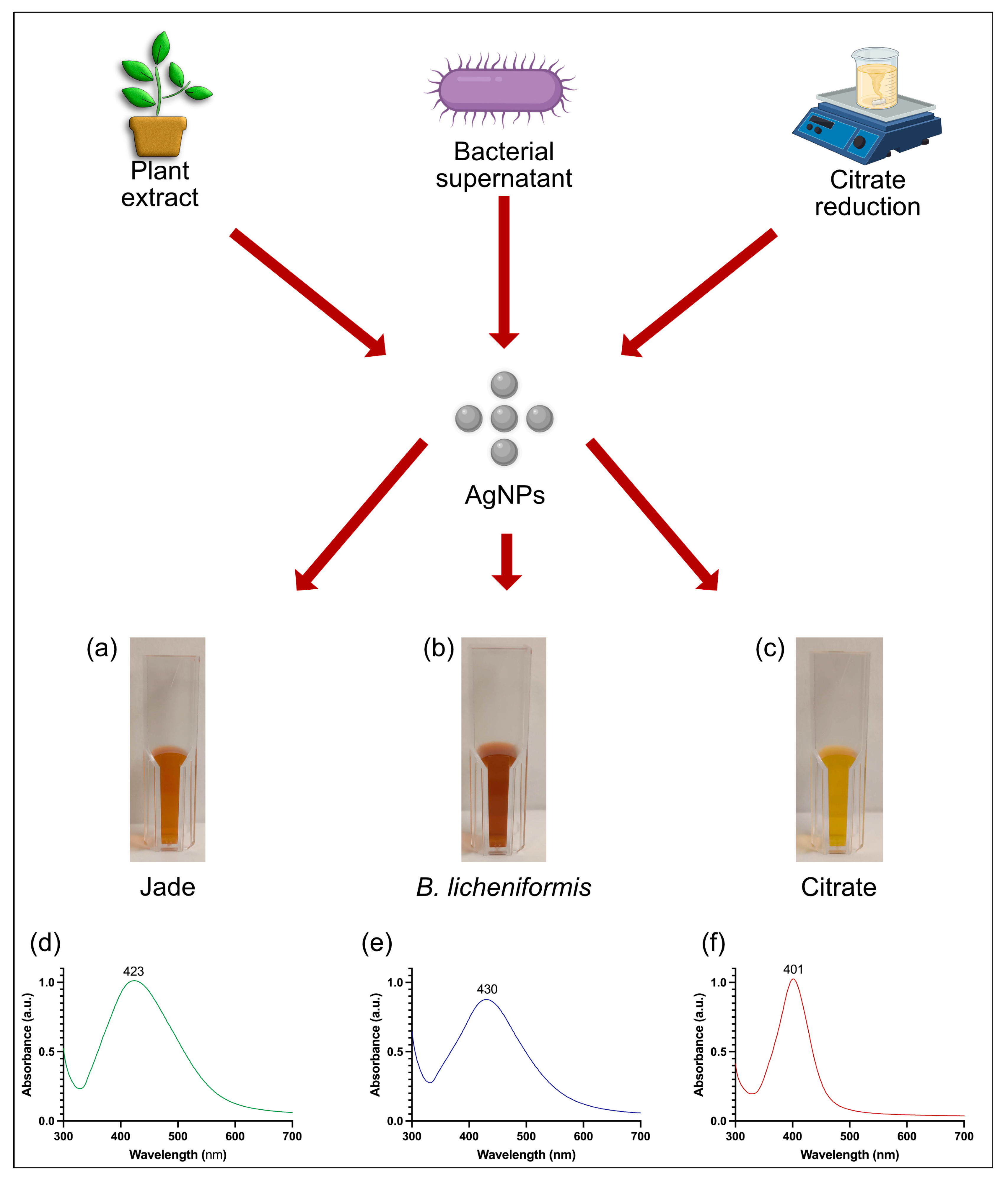 Biogenic vs. Chemical AgNPs: A Comparison of Antimicrobial Potency and ...