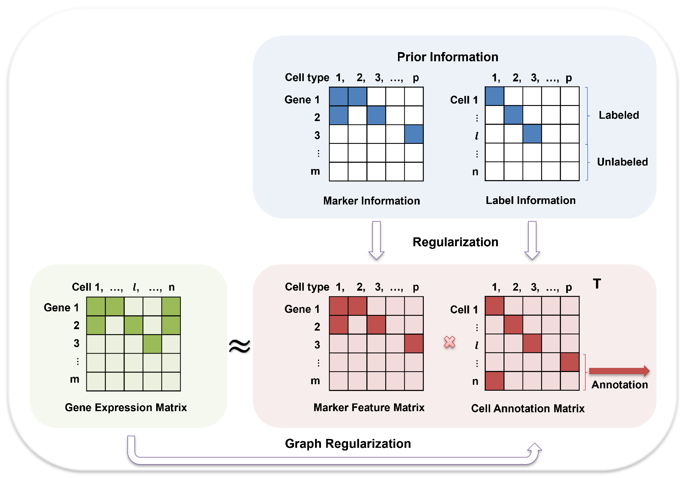 scANMF: Prior Knowledge and Graph-Regularized NMF for Accurate Cell ...