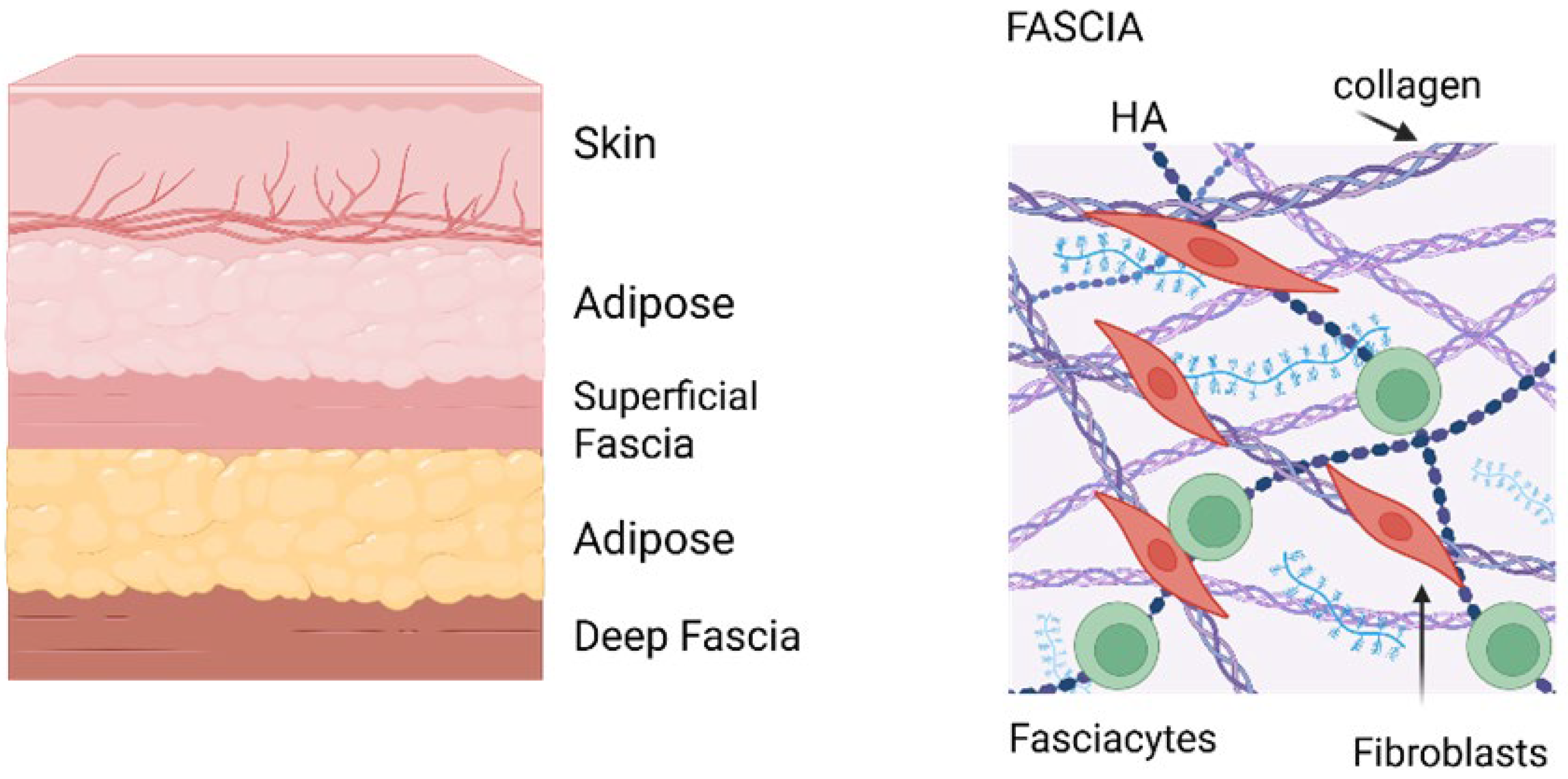 Understanding Fascial Tissue on the Molecular Level—How Its Unique ...