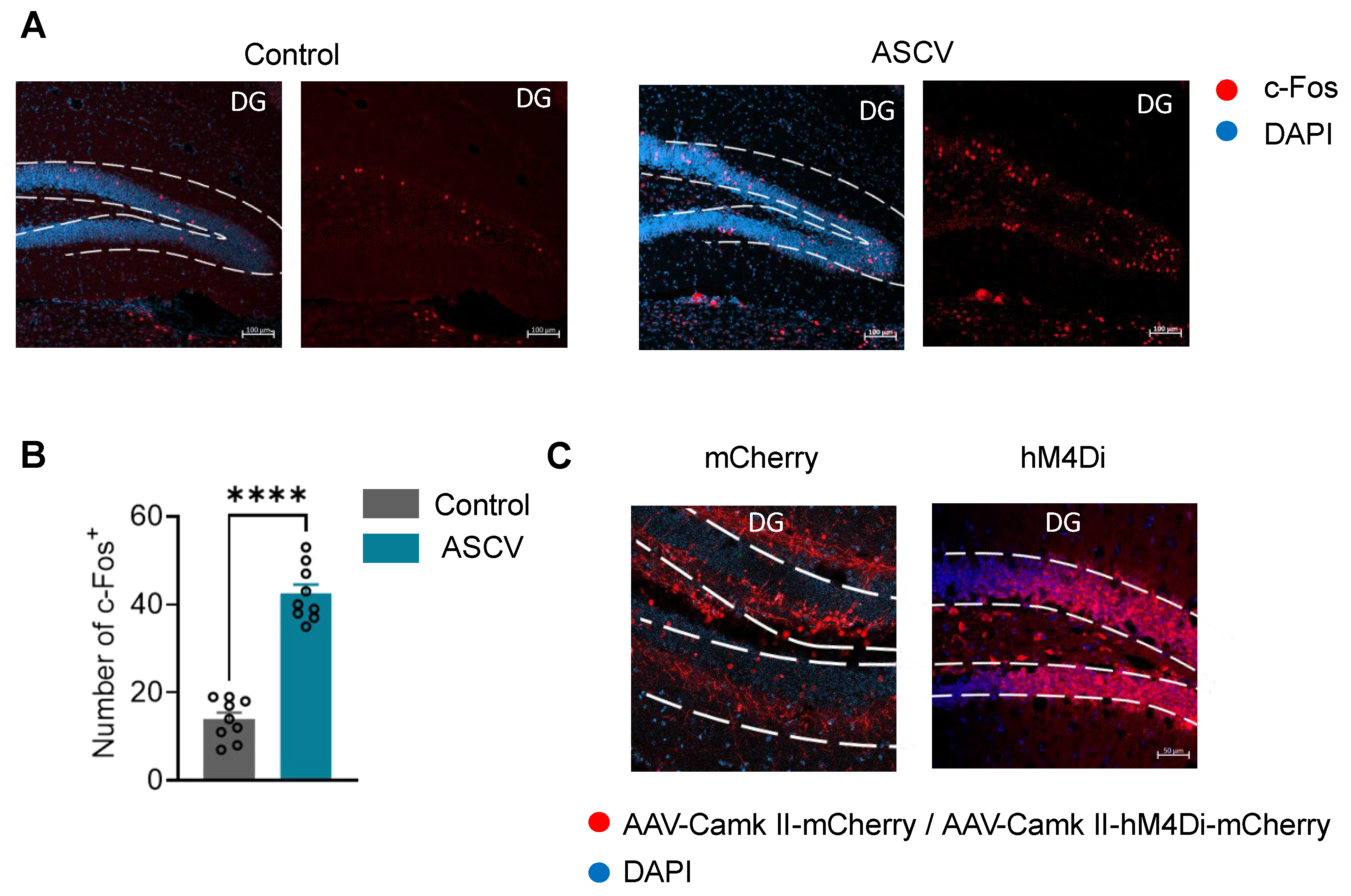 CaMKII Neurons in the Dentate Gyrus Are Involved in Regulating ...