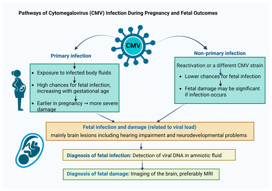 Cytomegalovirus in Pregnancy: Effects on the Developing Embryo and ...