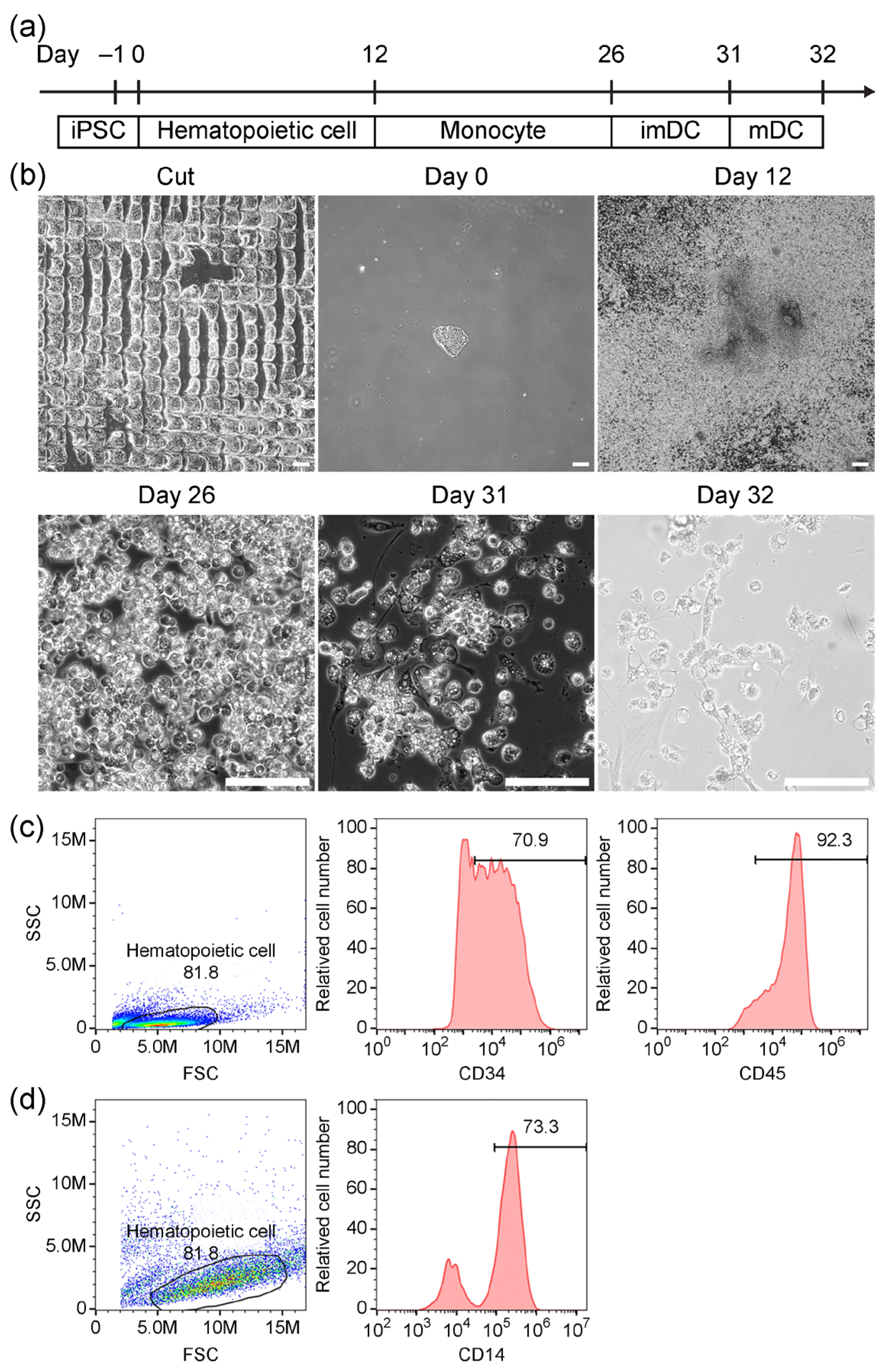 Induced Pluripotent Stem Cell-Derived Dendritic Cells Provide a ...