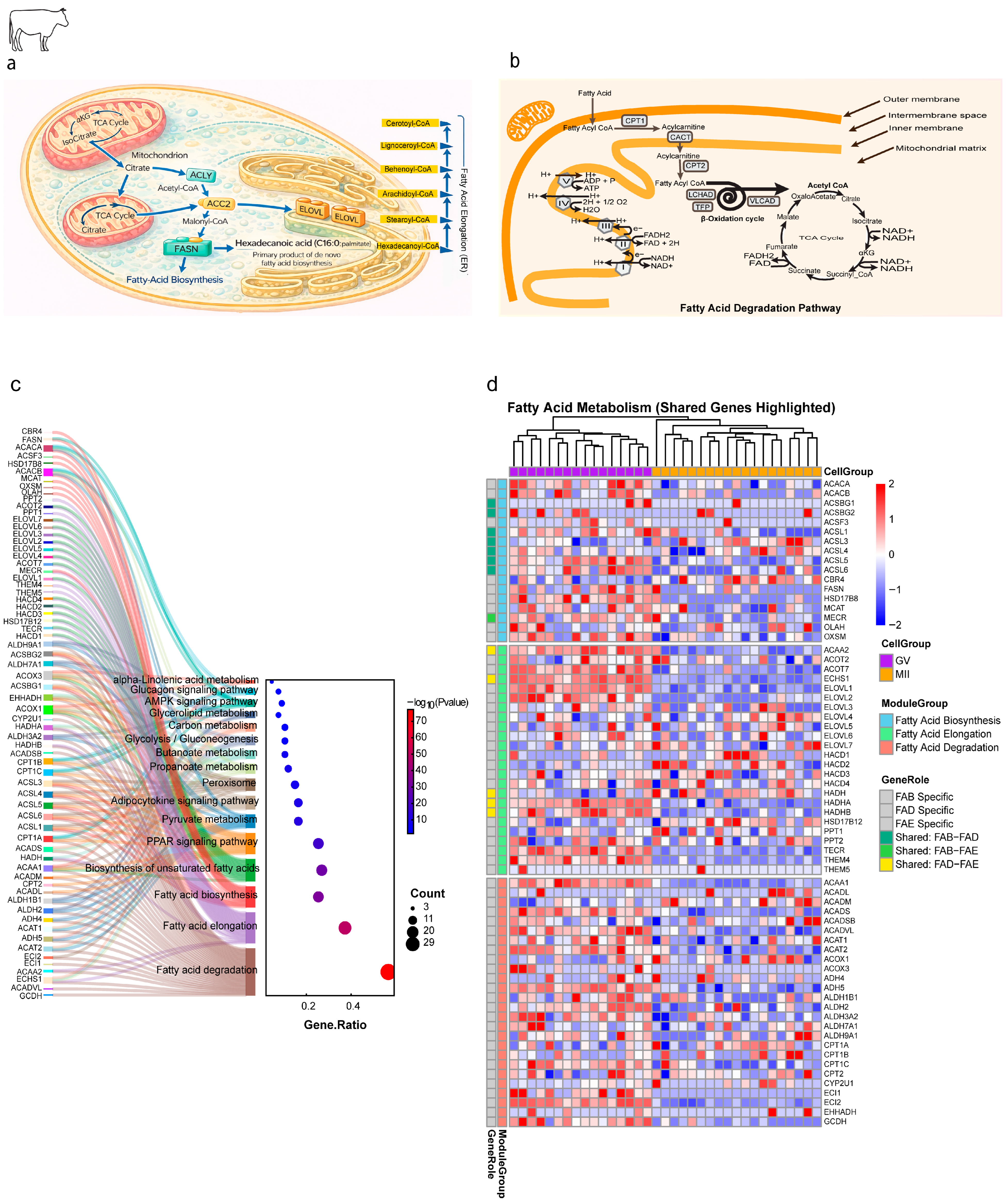 Cross-Species Transcriptomic and Metabolomic Analysis Reveals Conserved ...