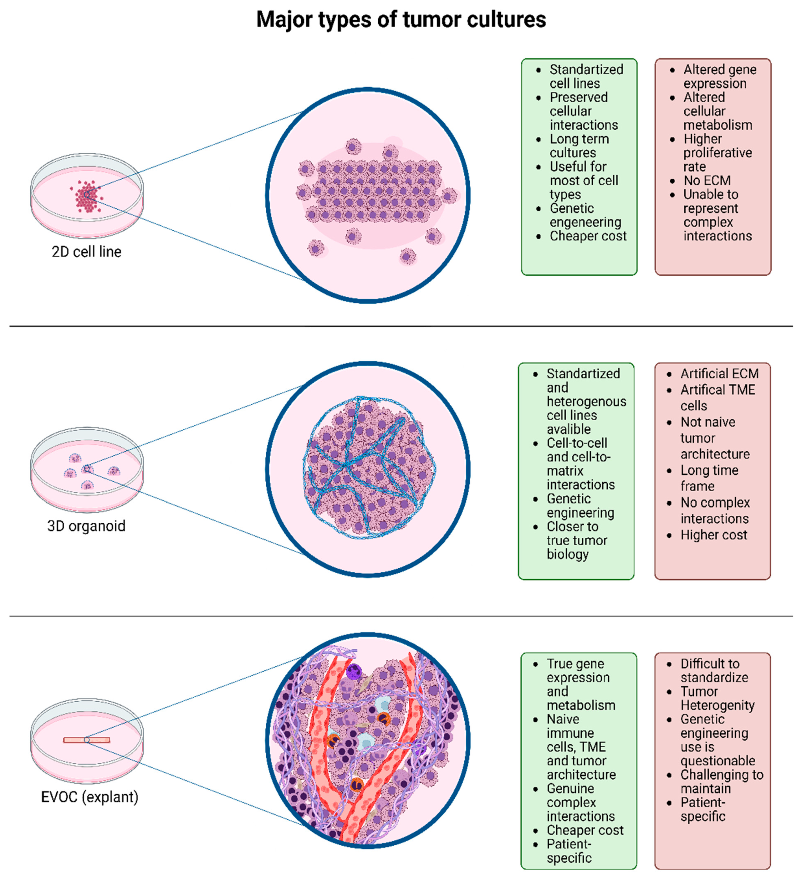 Conceptualization of an Ex Vivo Organ Culture (EVOC) Model for Human ...