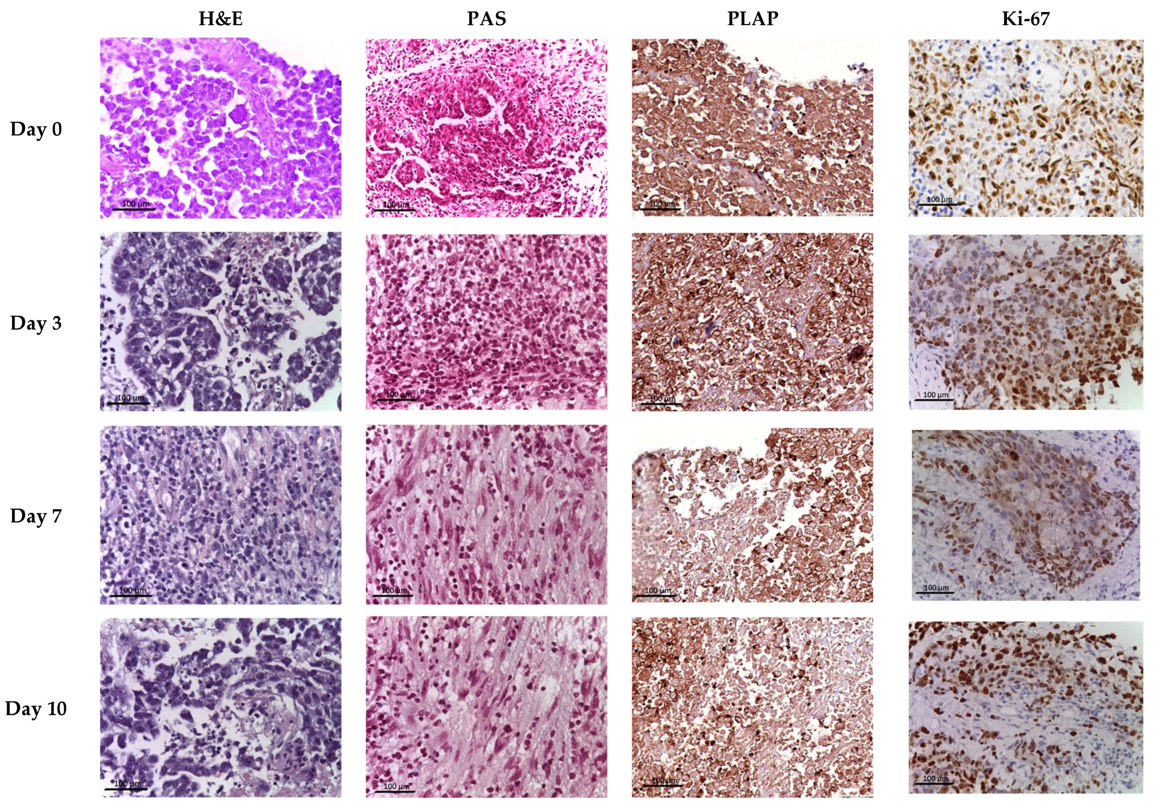 Conceptualization of an Ex Vivo Organ Culture (EVOC) Model for Human ...